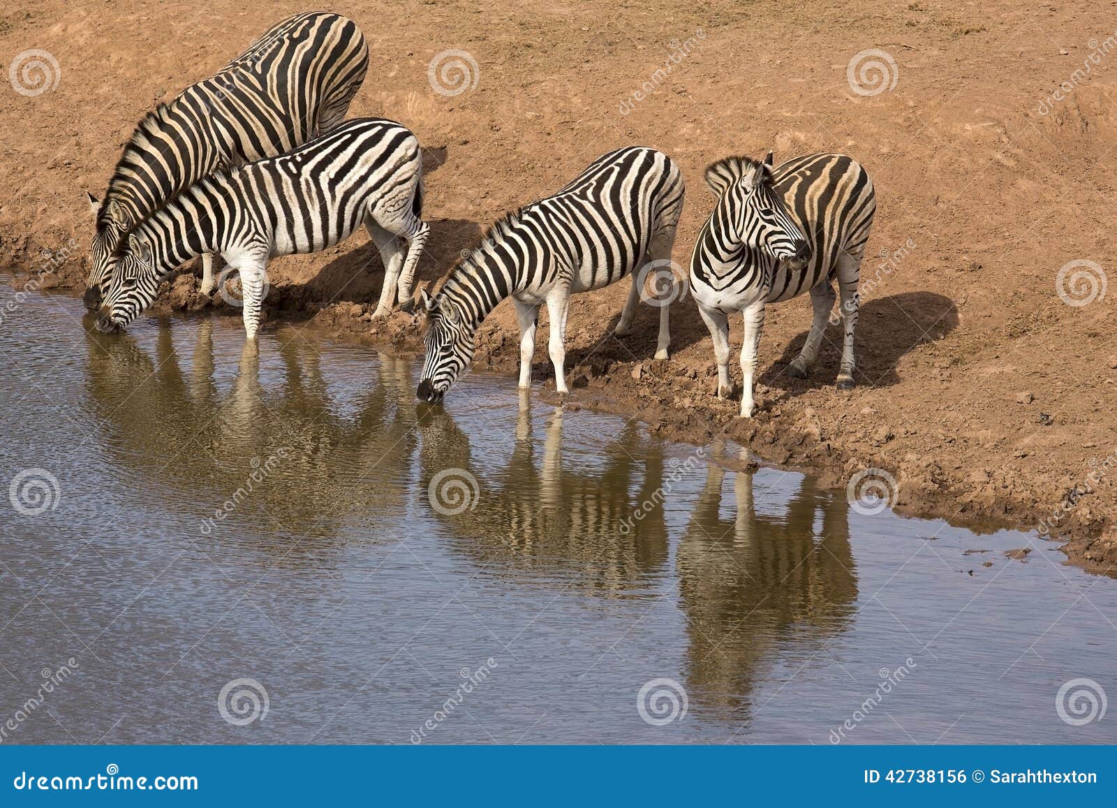 Four Zebra at Watering Hole Stock Photo - Image of group, handsome ...
