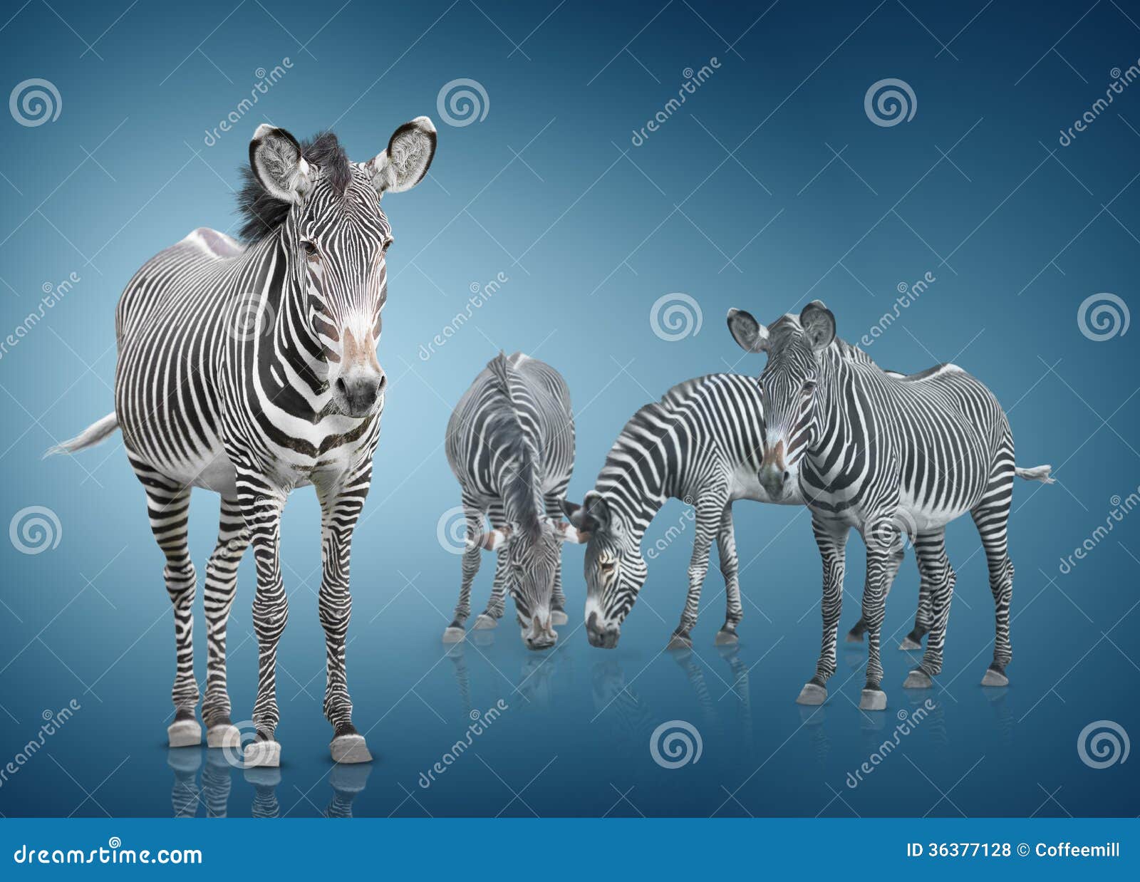 Four Zebra Standing In Water Looking Alert In Sunset In Kruger Park ...