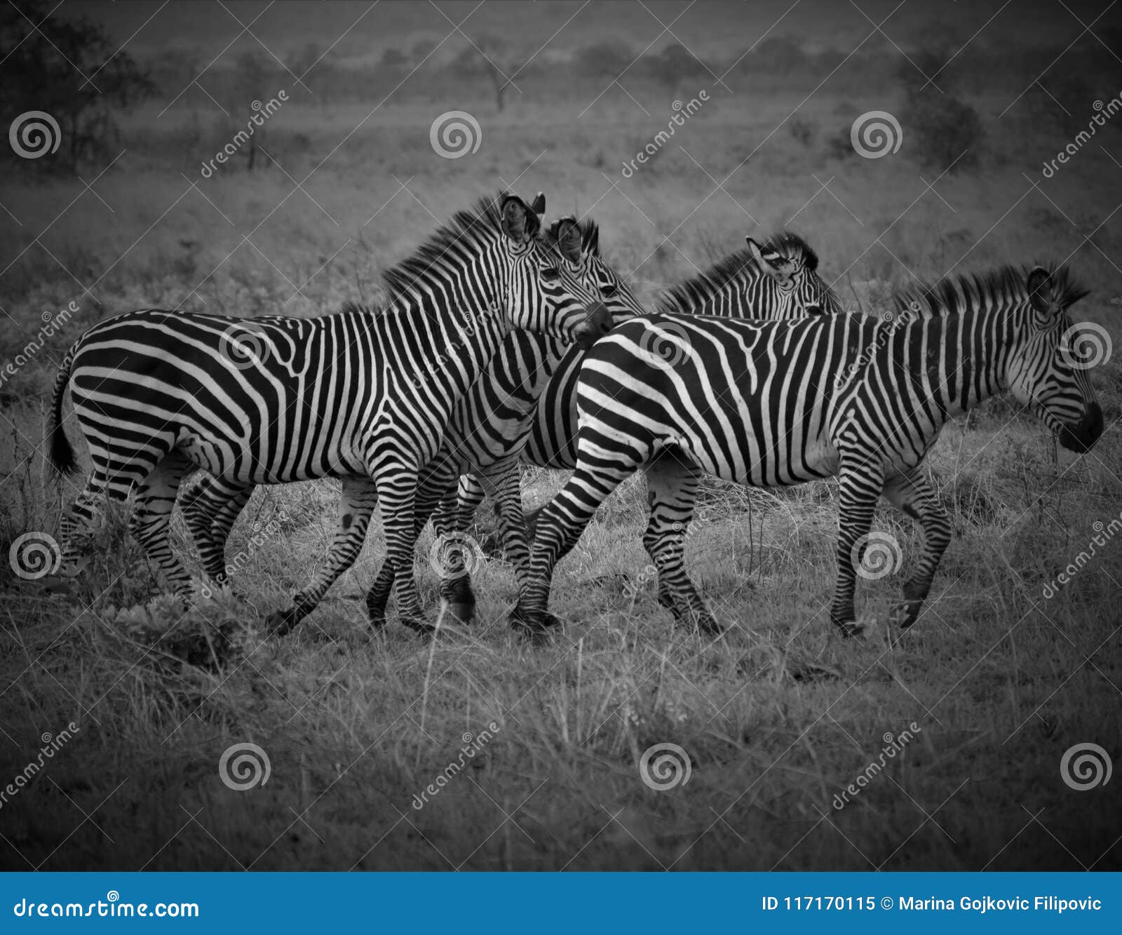 Four Zebras in African Savanna Stock Image - Image of four, communion ...