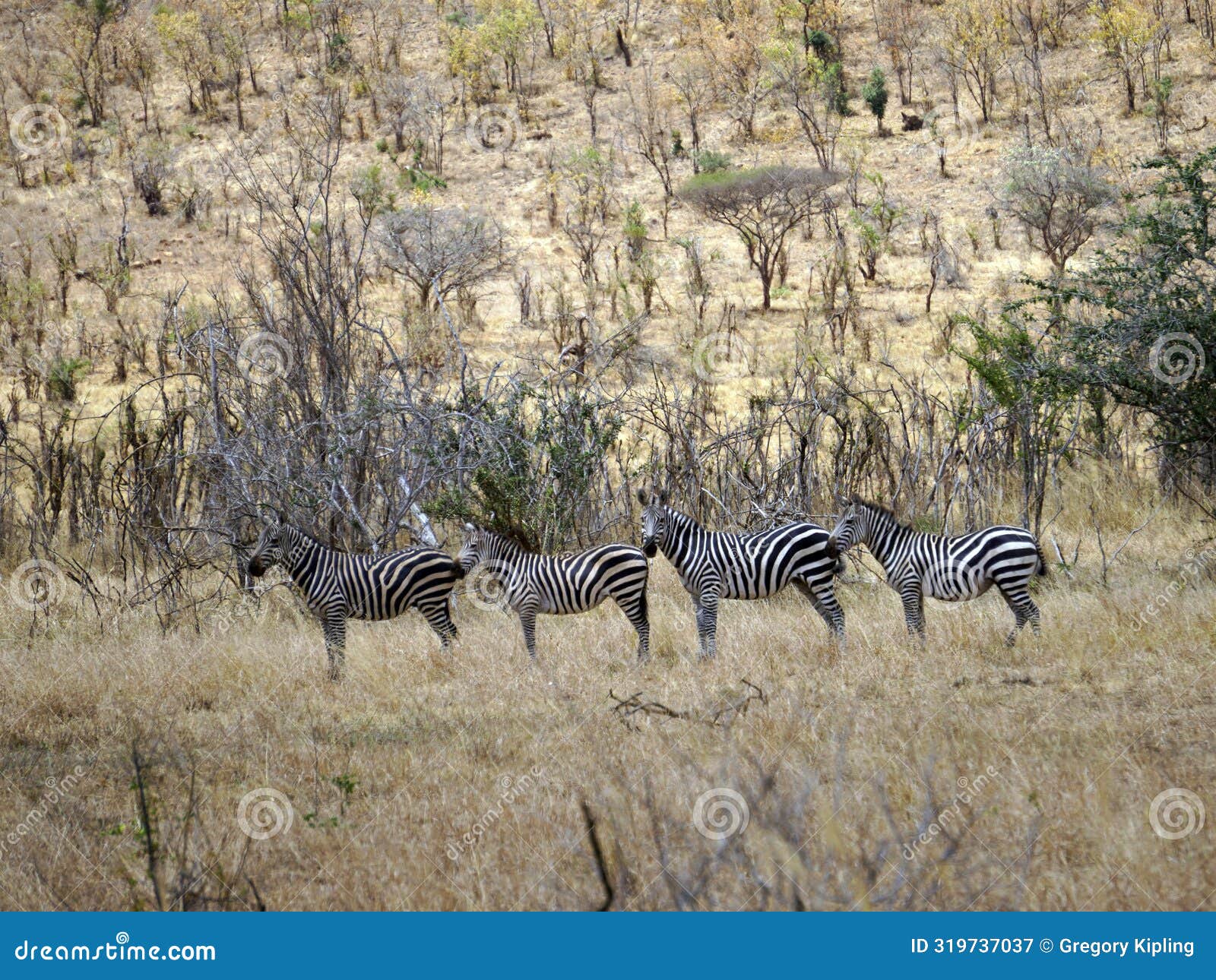 Four Zebras Standing in Savannah Stock Image - Image of group, nature ...
