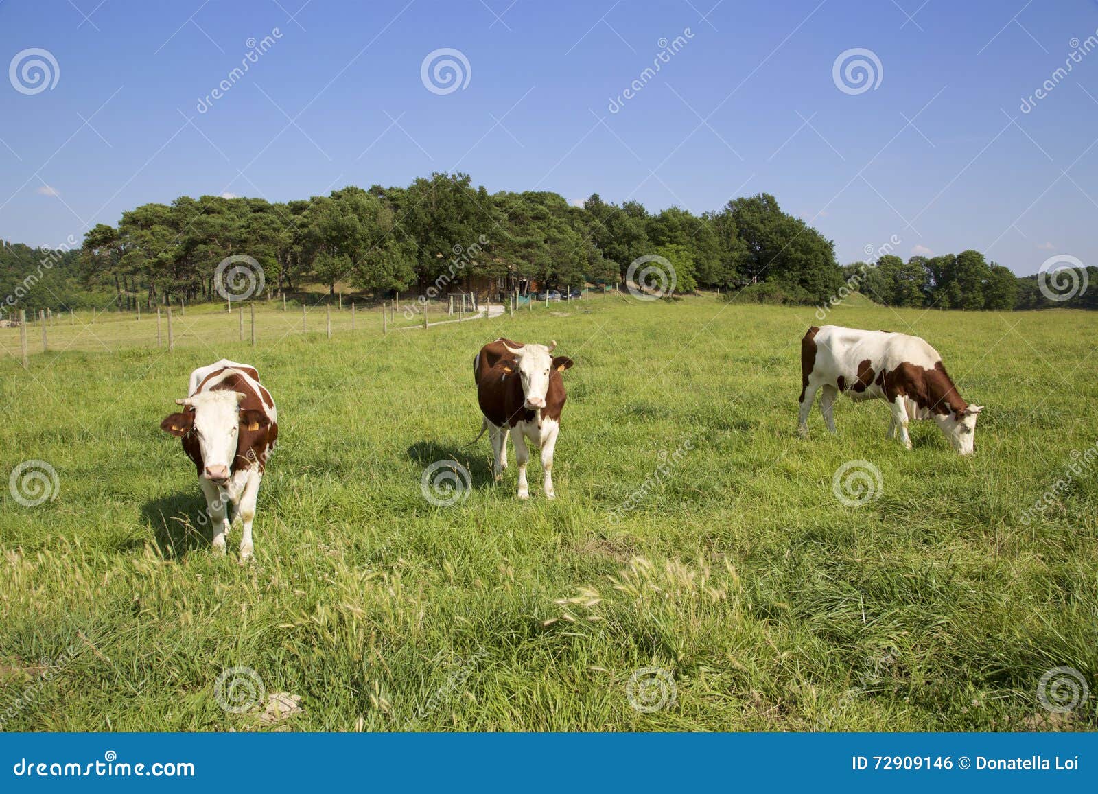 FourCows stock photo. Image of animals, rural, milk, clouds - 72909146