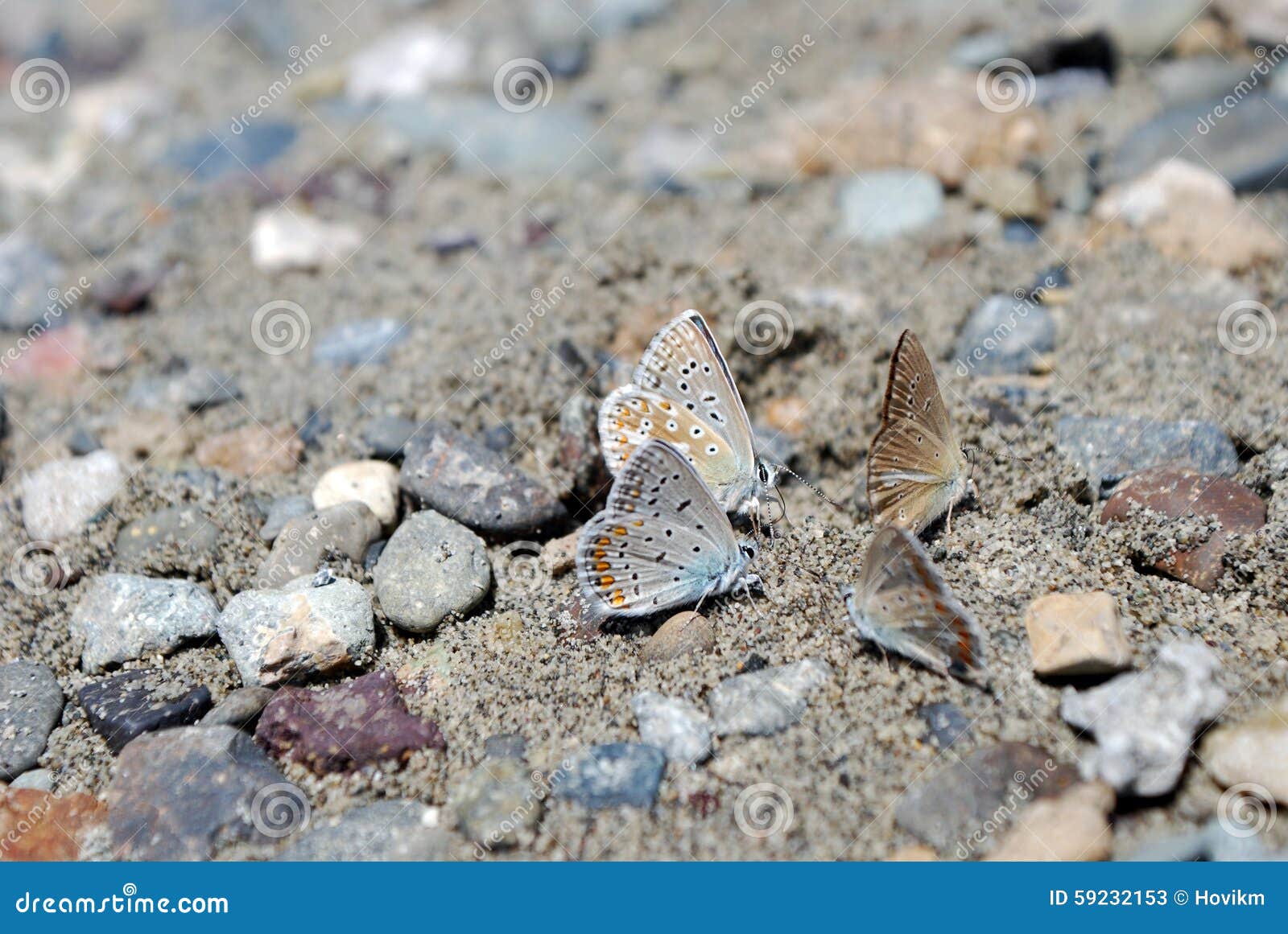 Foure Butterflies in the Sand Stock Image - Image of armenia, foure ...