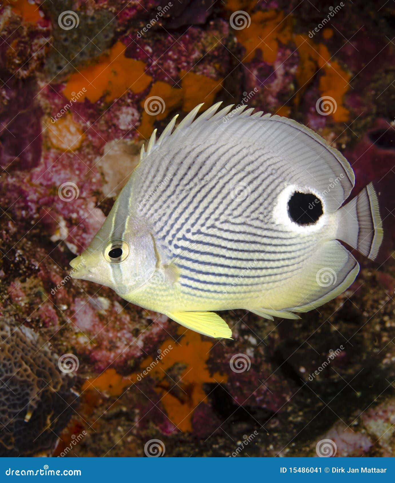 Foureye Butterflyfish stock image. Image of caribbean - 15486041