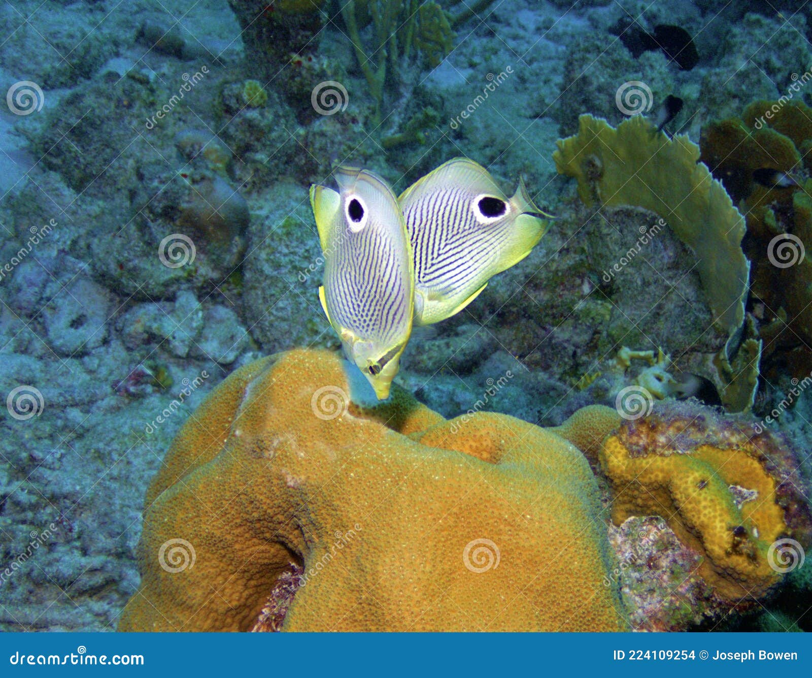 Foureye Butterflyfish stock photo. Image of coral, diving - 224109254