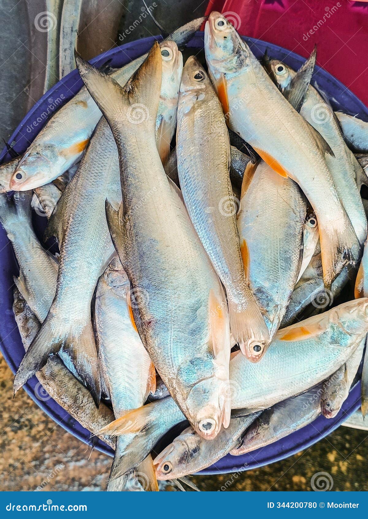 Fourfinger Threadfin or Indian Salmon Fish (Selective Focus) Stock ...