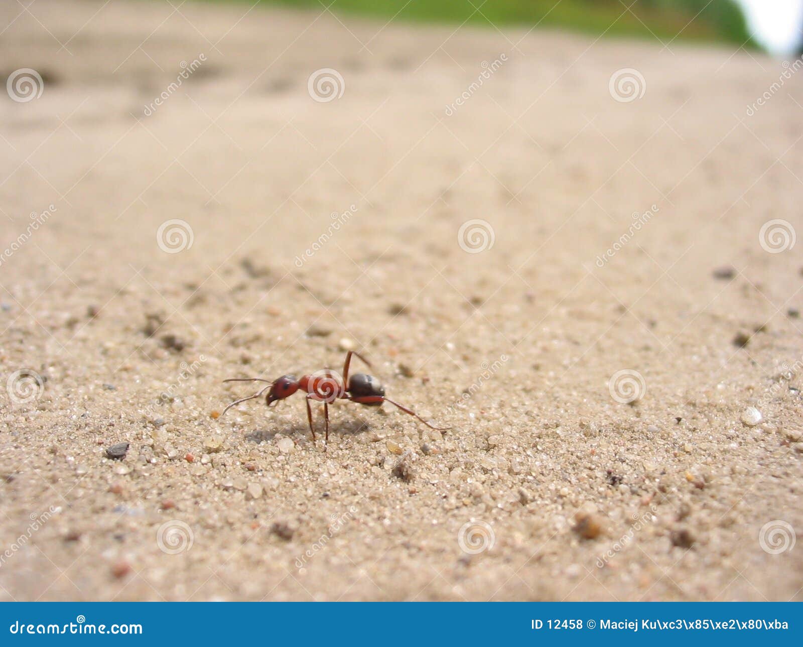 Fourmi photo stock. Image du petit, solitude, sable, lumière - 12458
