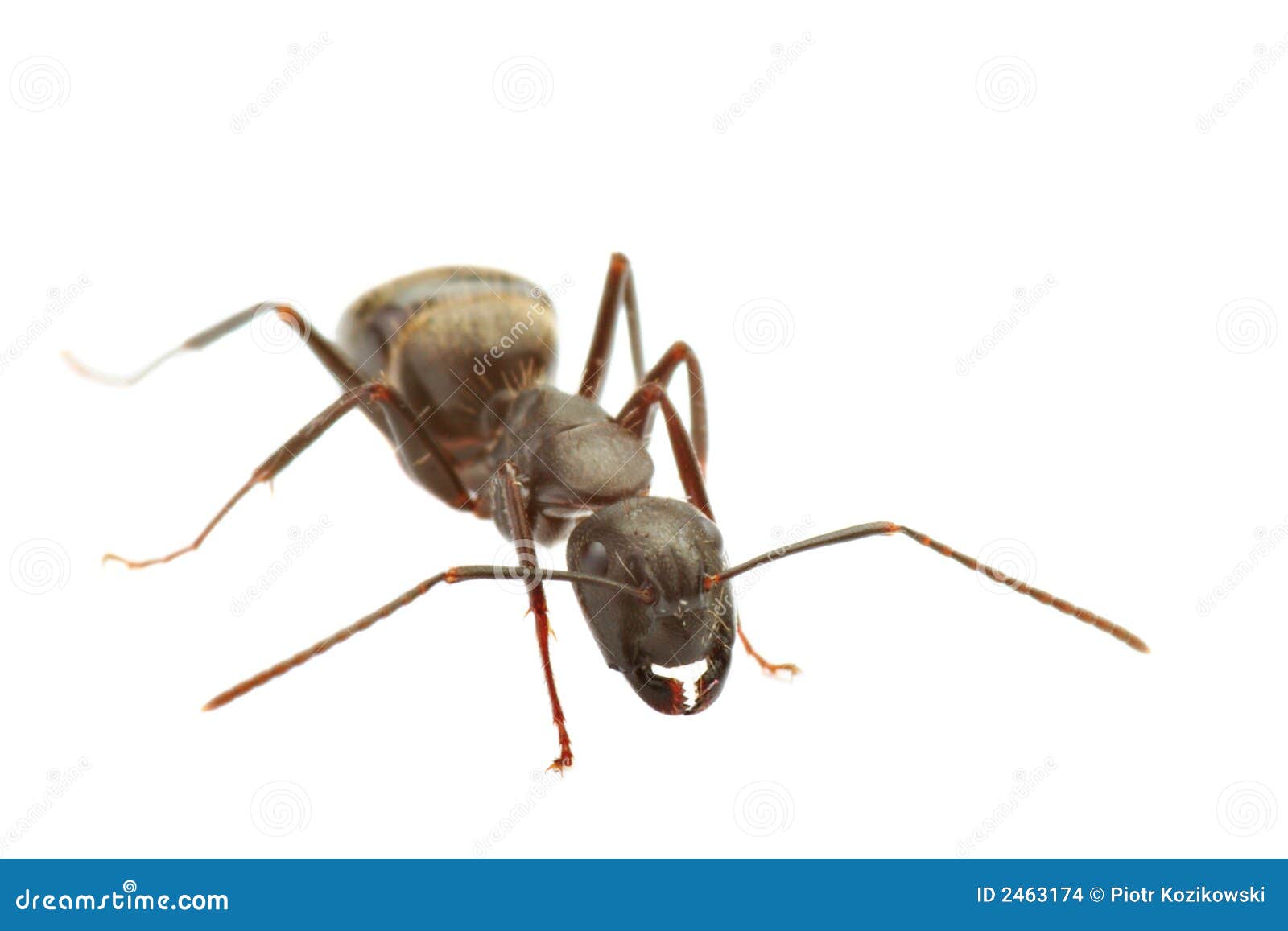 Fourmi photo stock. Image of isolement, brun, antenne - 2463174