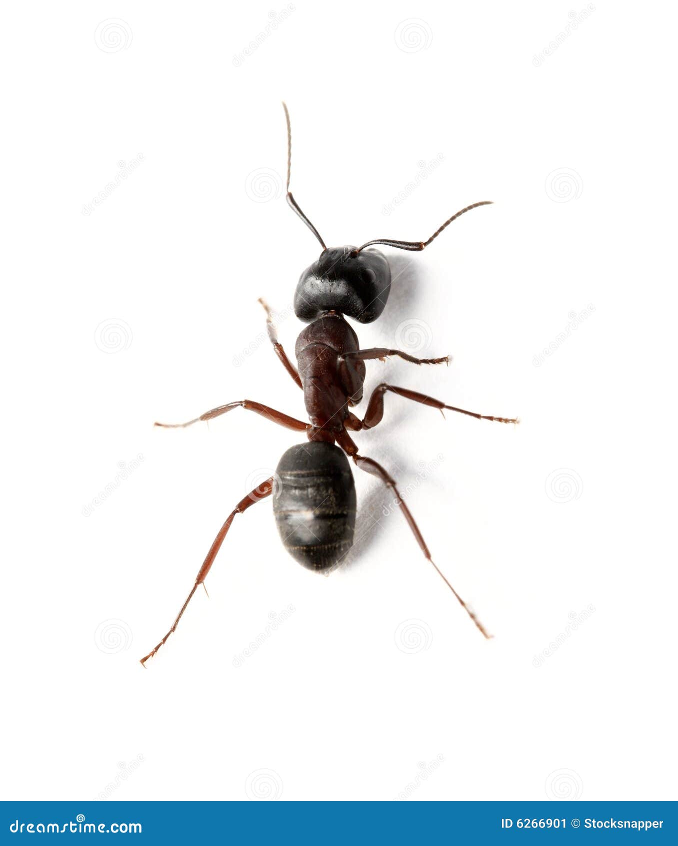 Fourmi image stock. Image du animal, personne, créature - 6266901