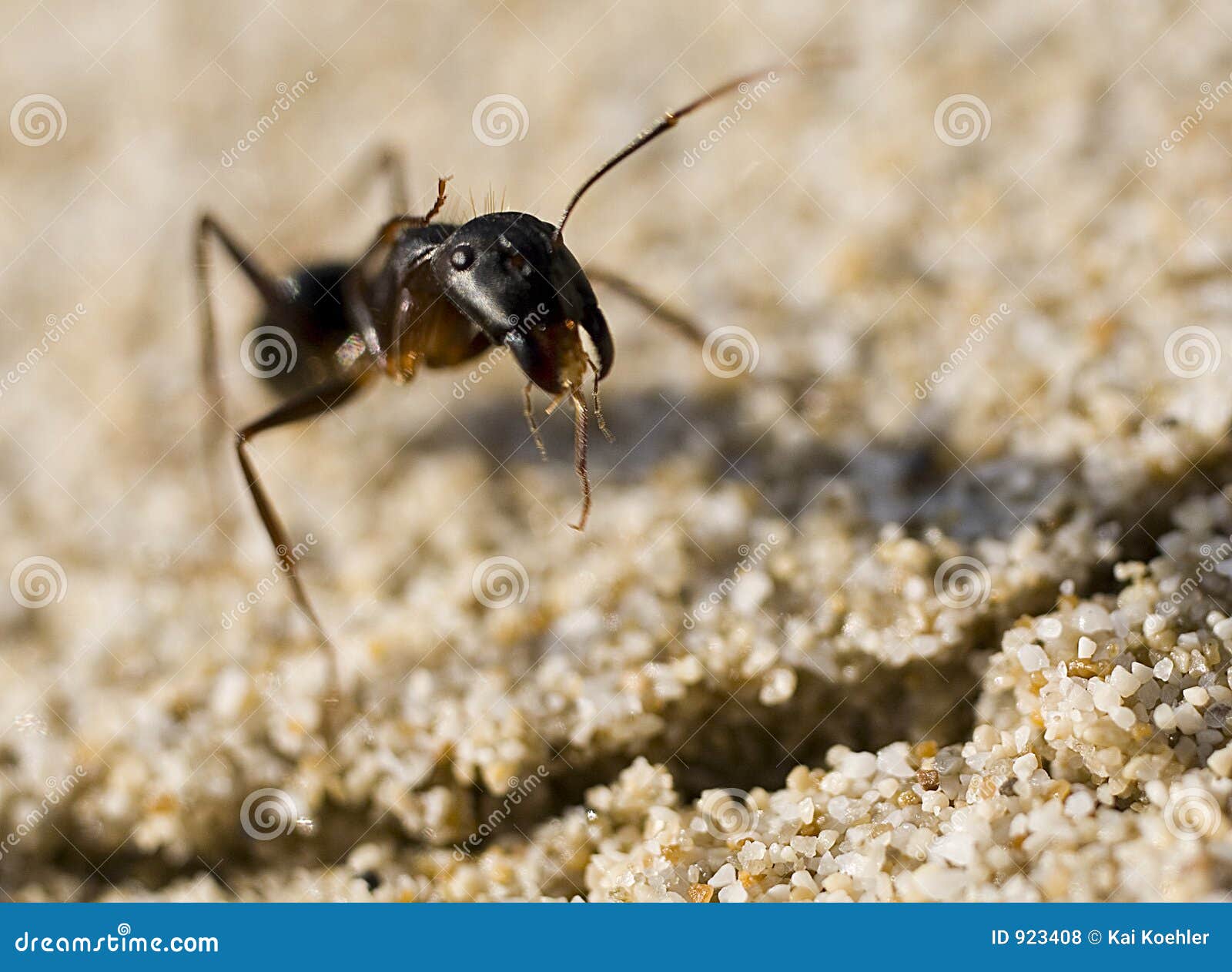 Fourmi photo stock. Image du insecte, ouvrier, nature, grand - 923408