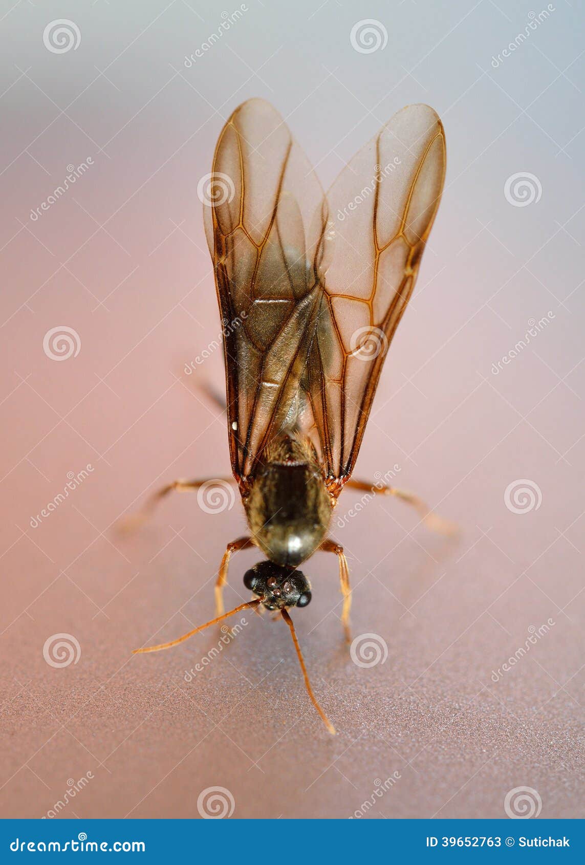 Fourmi blanche de termite image stock. Image du fourmi - 39652763