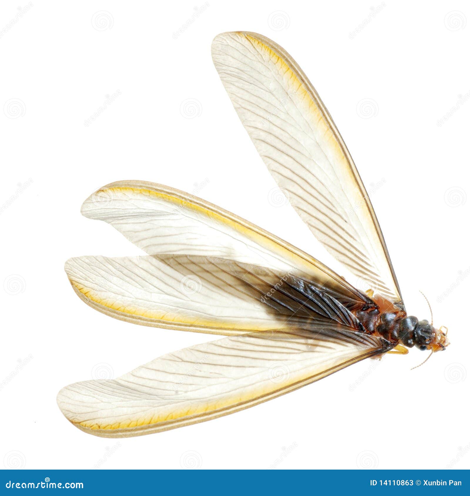 Fourmi Blanche De Termite D'insecte Image stock - Image du couvée ...