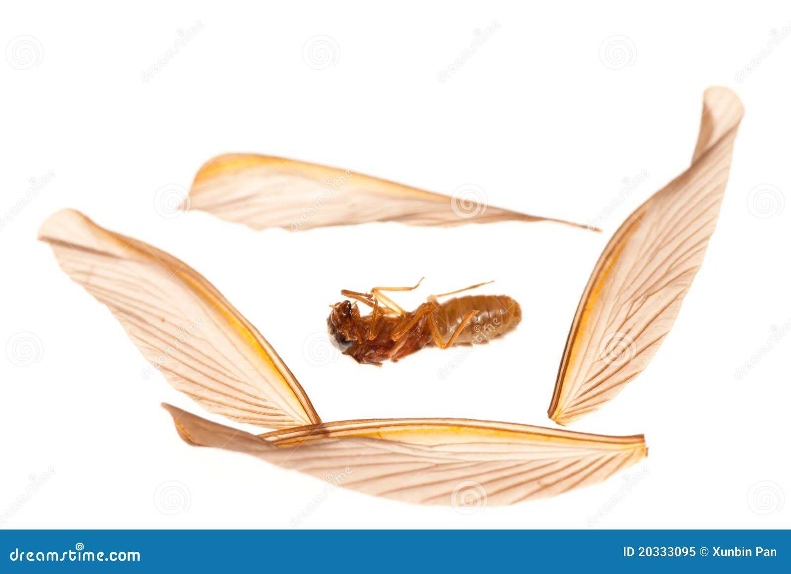 Fourmi Blanche De Termite D'insecte Image stock - Image du termites ...