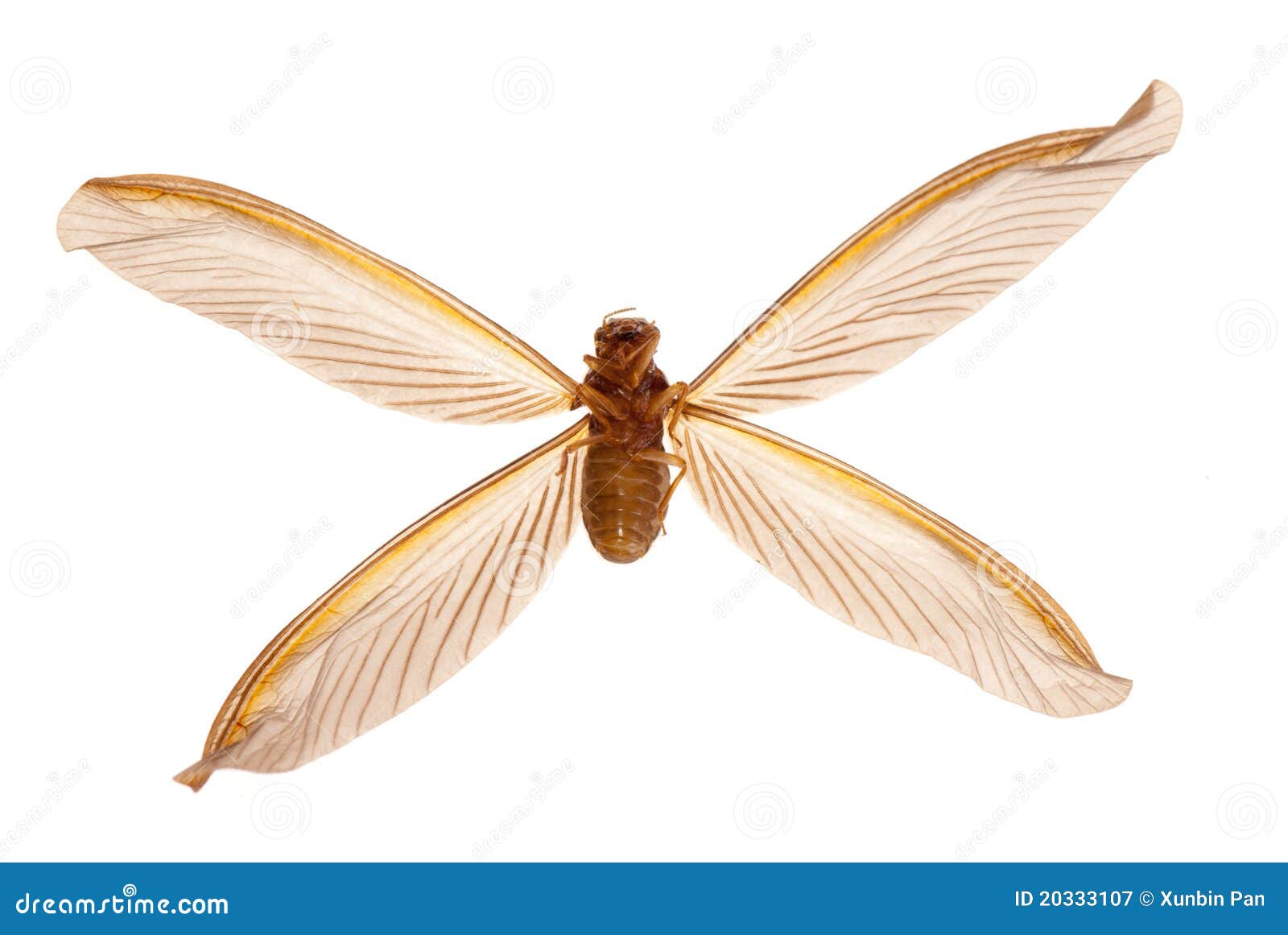 Fourmi Blanche De Termite D'insecte Image stock - Image du ennui ...