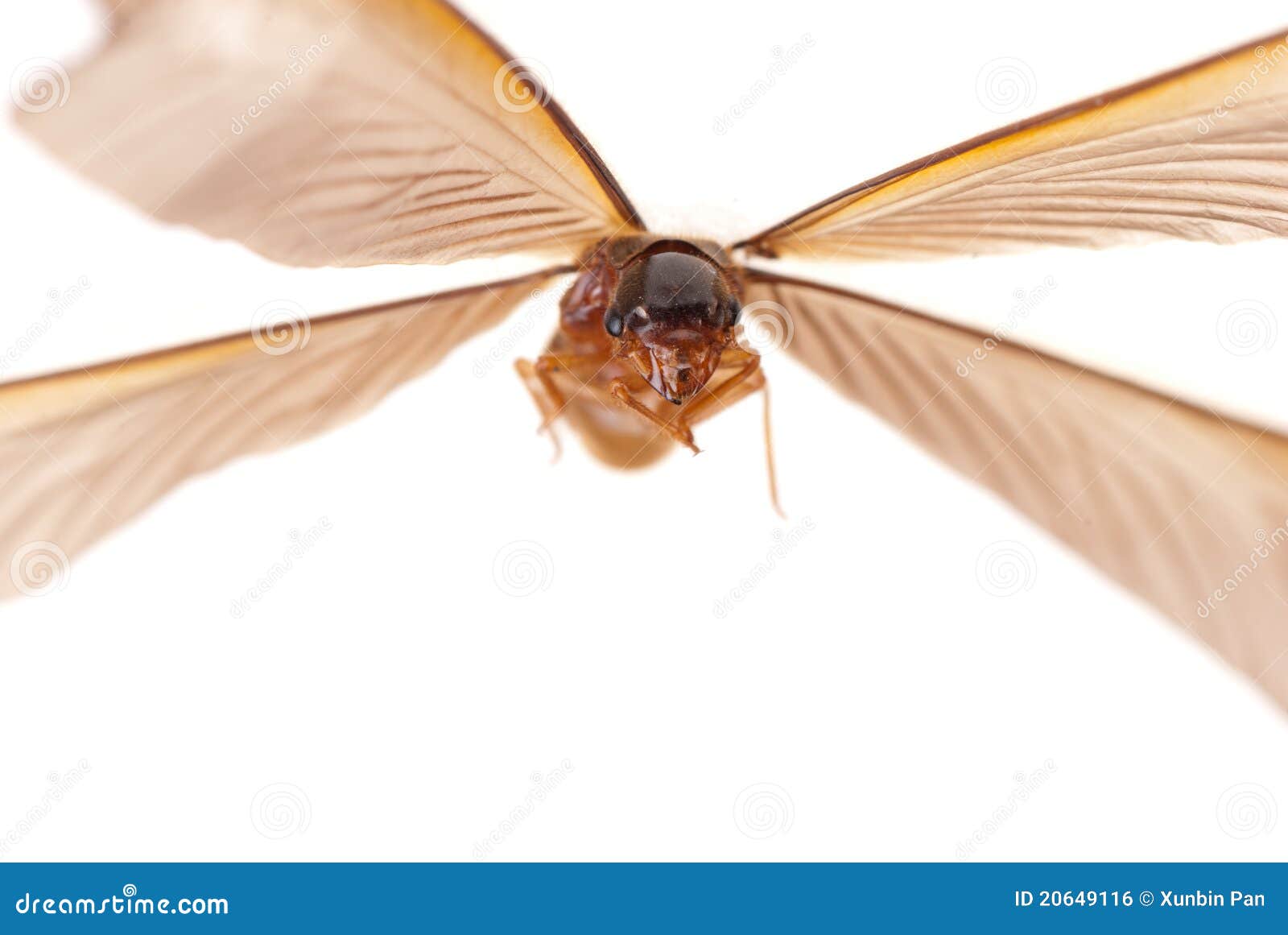 Fourmi Blanche De Termite D'insecte Photo stock - Image of aile ...