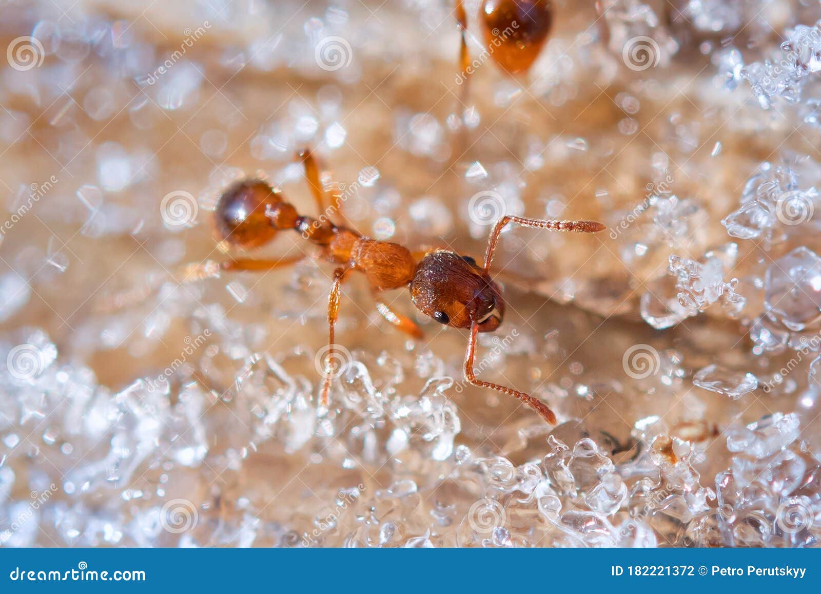 Fourmi d'action photo stock. Image du parasite, emboîtement - 182221372