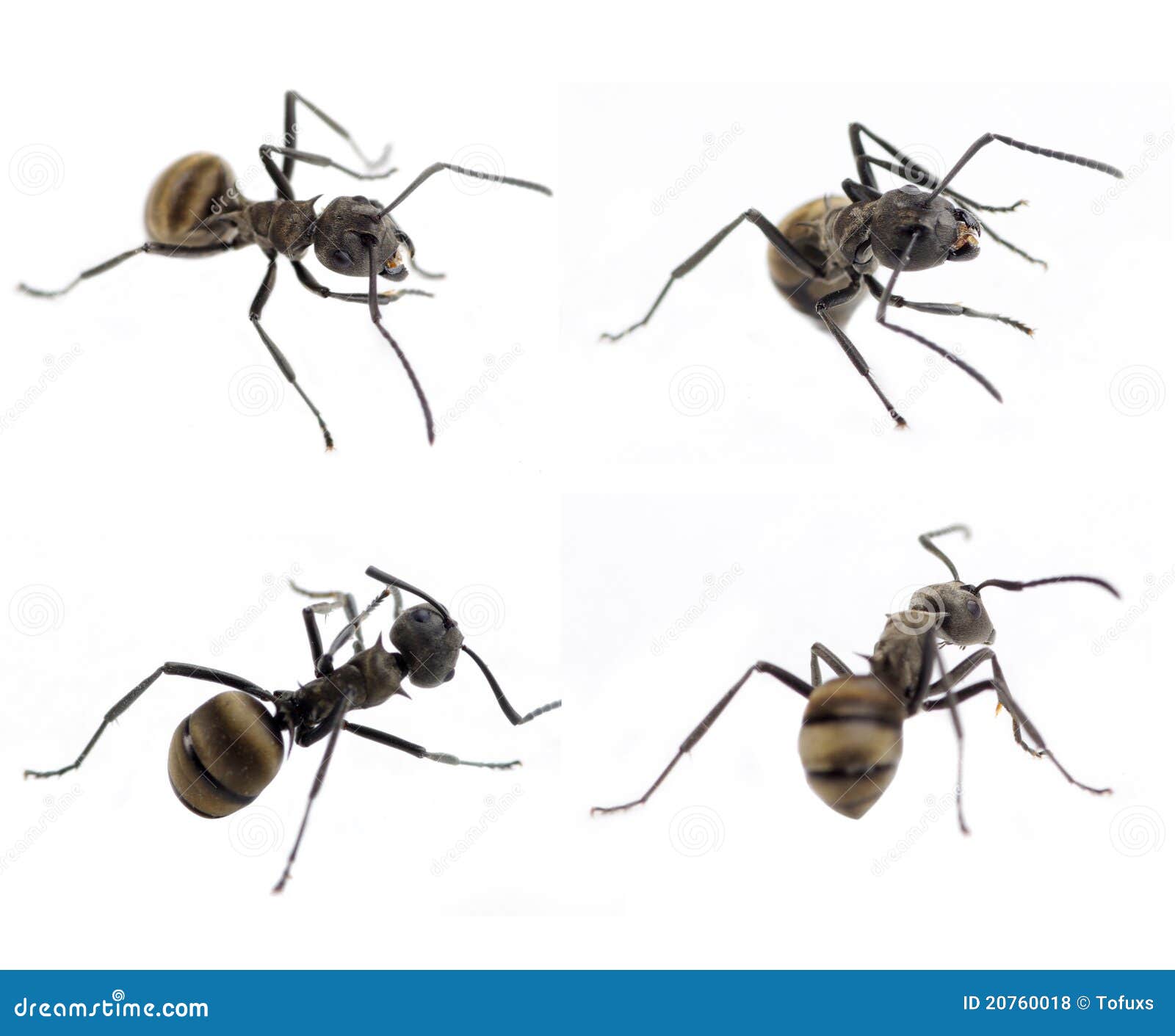 Fourmi D'isolement Sur Le Blanc Photo stock - Image du nature, insecte ...