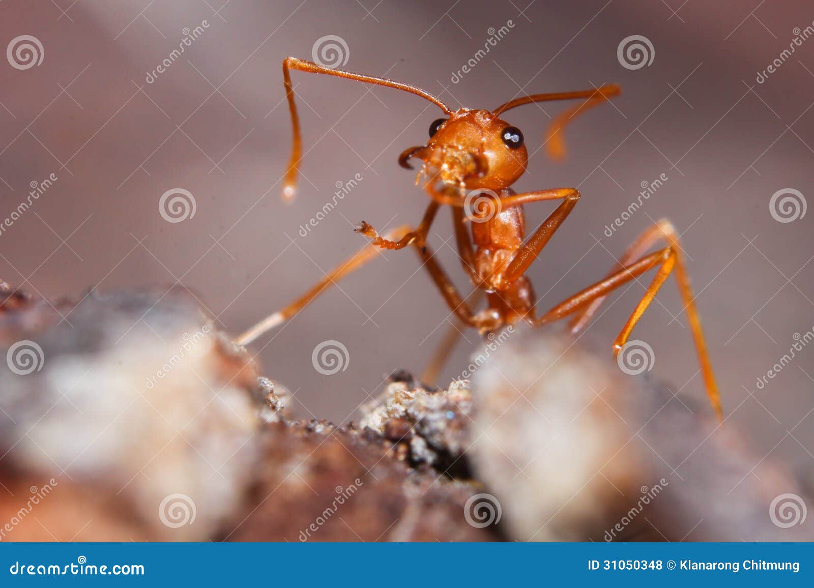 Fourmi de feu rouge photo stock. Image du nature, nourriture - 31050348