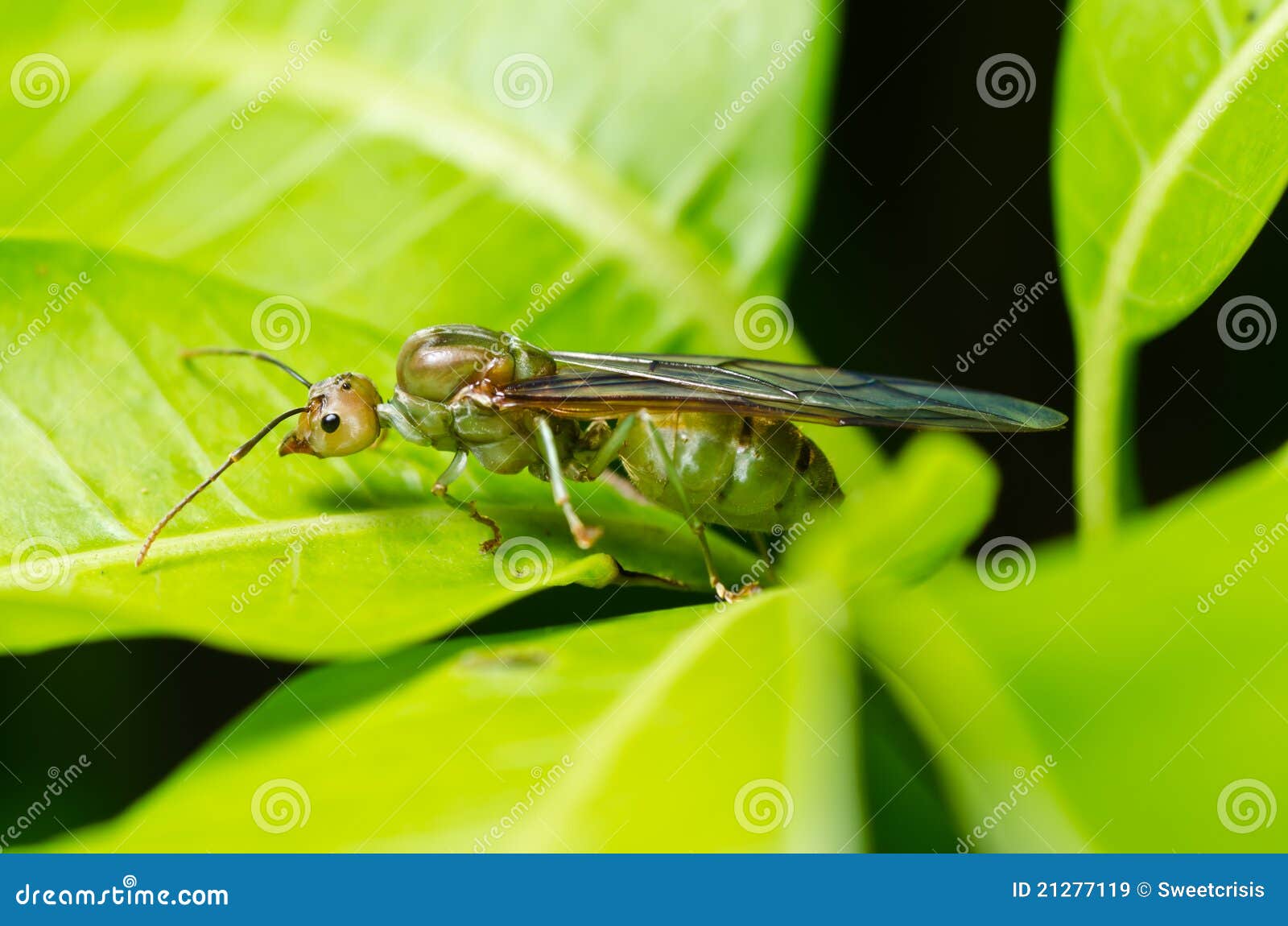 Fourmi De Reine En Nature Verte Image stock - Image du reine, patte ...