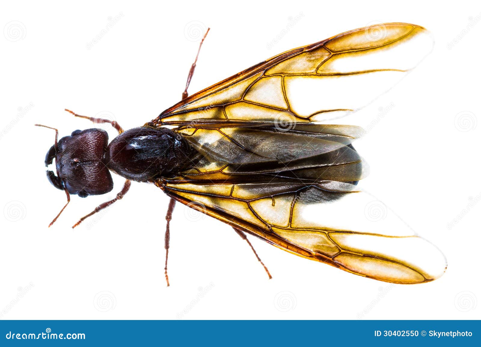 Fourmi De Reine Noire D'isolement Photo stock - Image du étranger ...