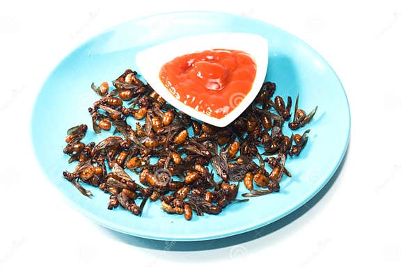 Fourmi De Ried - Fourmis Souterraines Frites Image stock - Image du ...