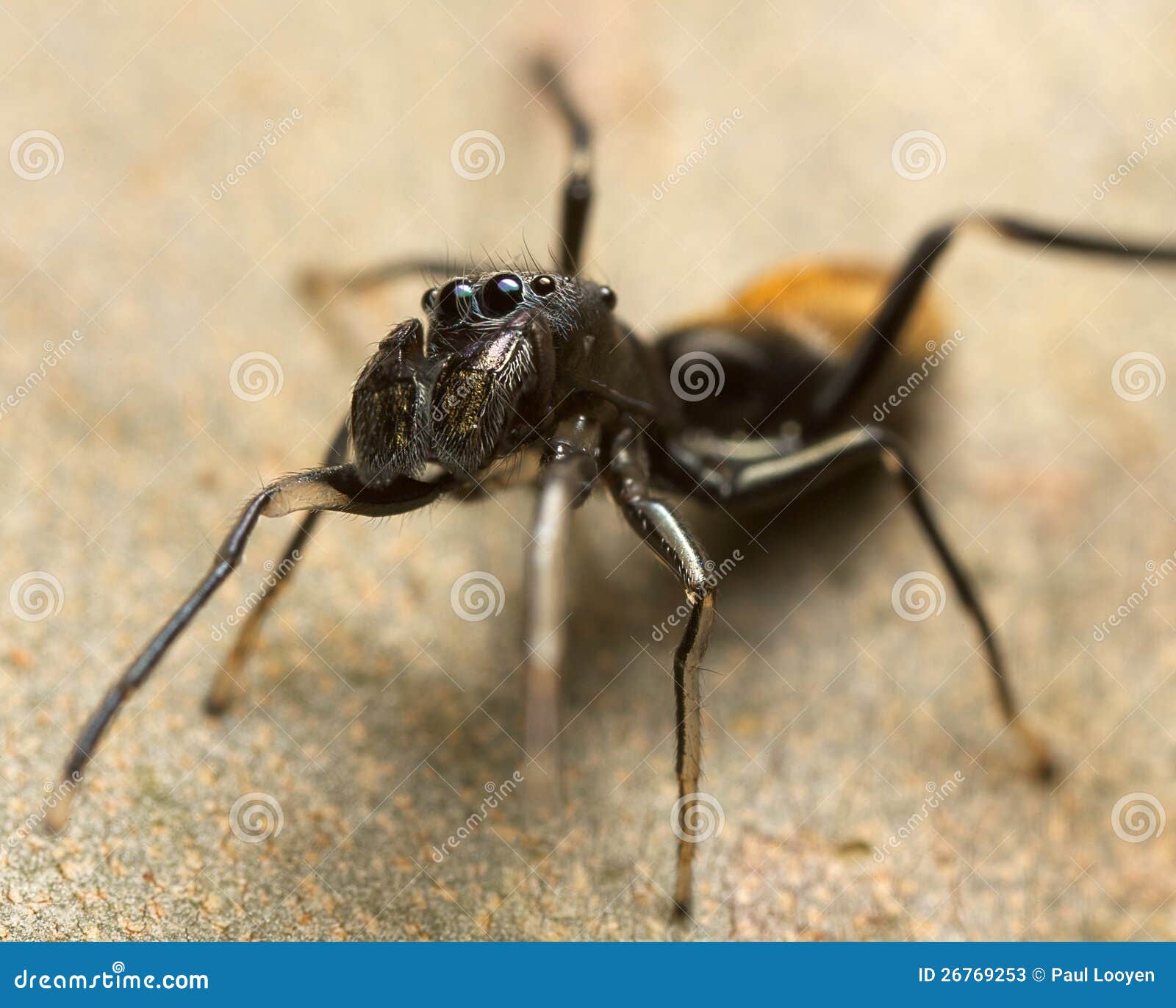 Fourmi imitant l'araignée image stock. Image du animal - 26769253