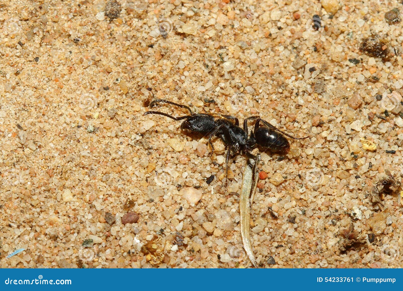 Fourmi Noire Morte Sur Le Sable Image stock - Image du down, fourmi ...