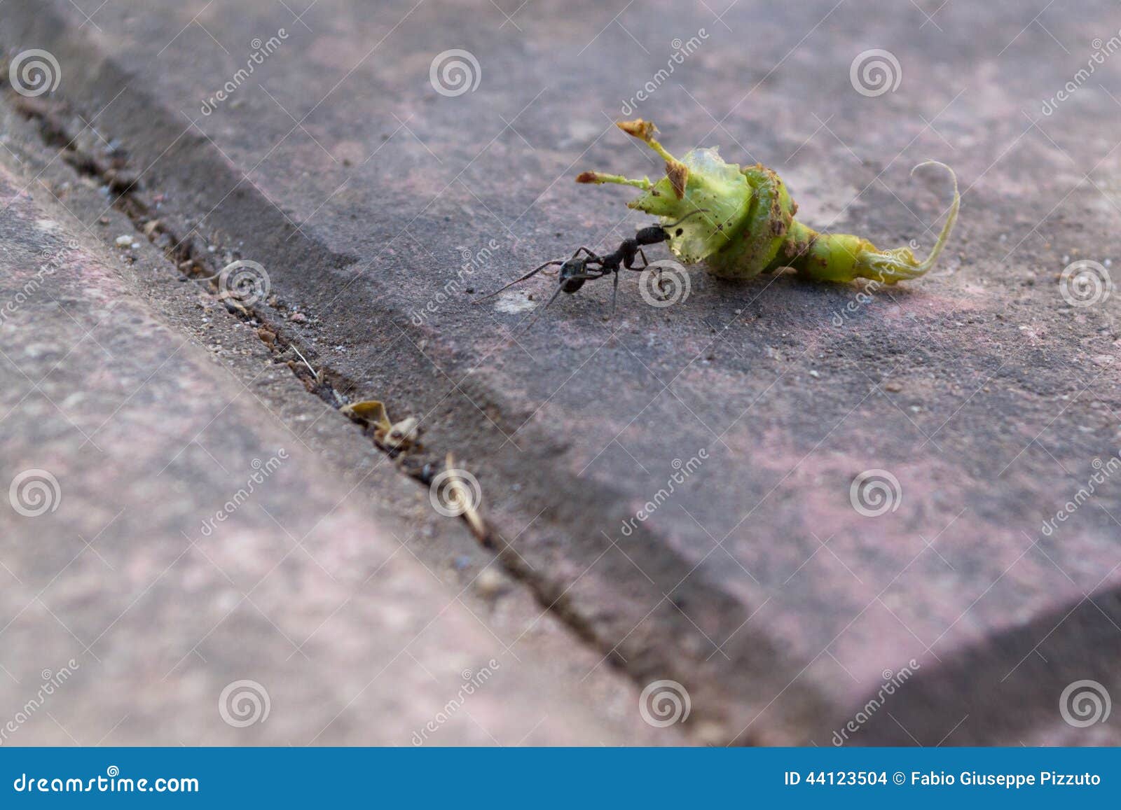 Fourmi qui travaille photo stock. Image du emboîtement - 44123504