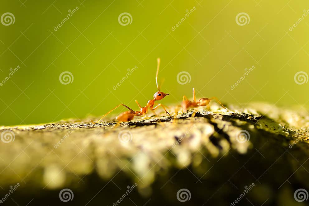 Fourmi rouge photo stock. Image du rouge, intense, sauvage - 23385742