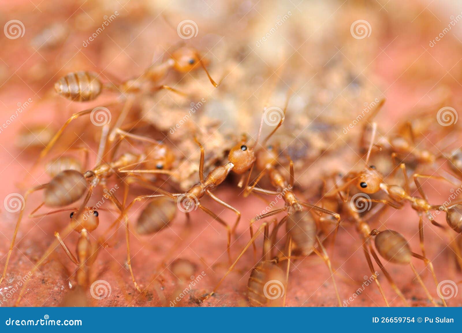 Fourmi rouge photo stock. Image du animal, anomalie, cooperation - 26659754