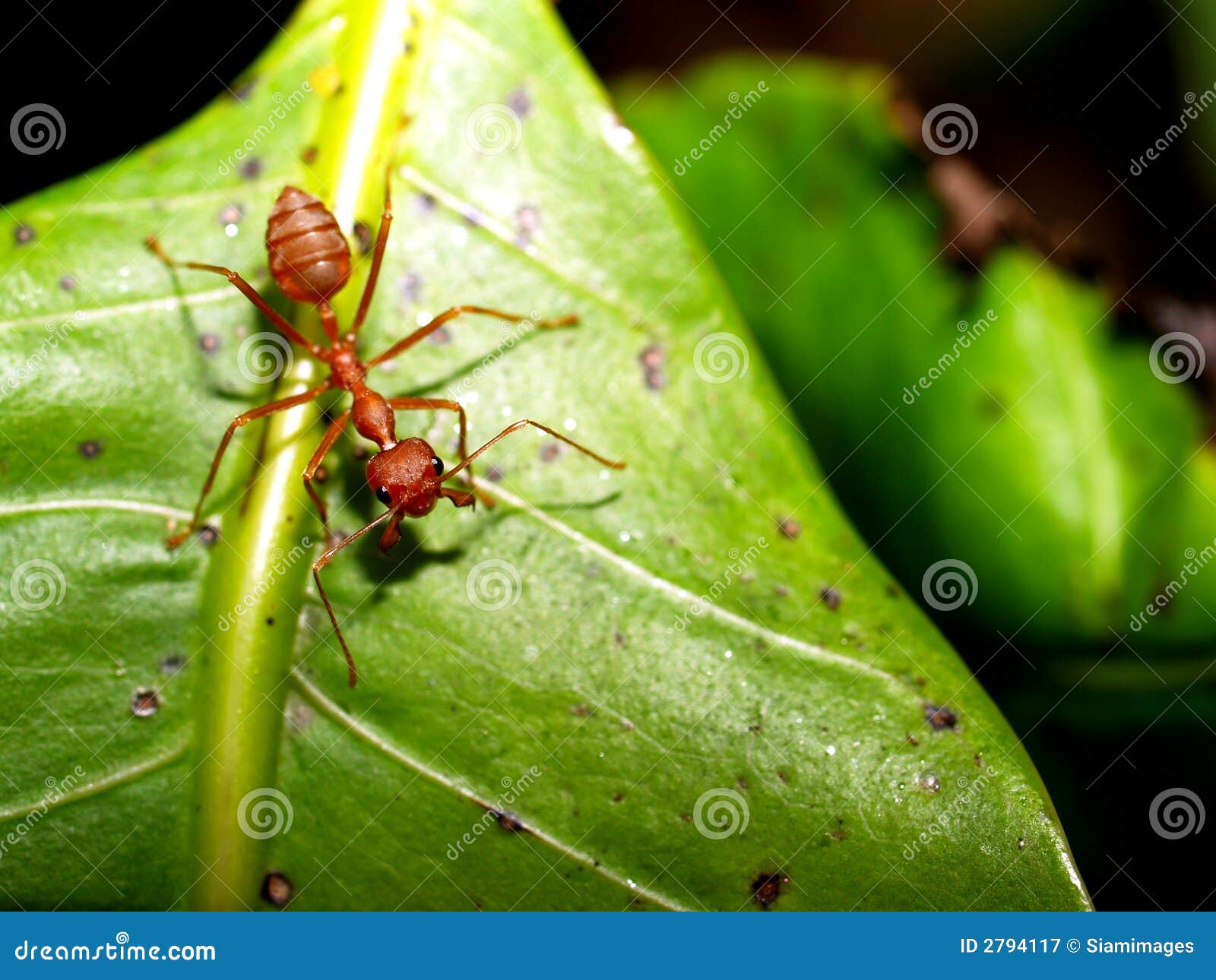 Fourmi rouge image stock. Image du nature, fourmi, collectif - 2794117