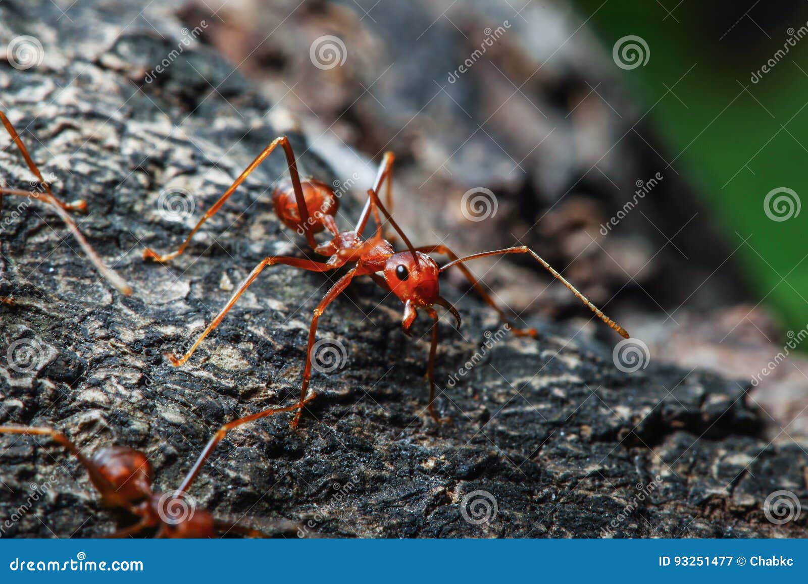 Fourmi rouge image stock. Image du nature, drapeau, fourmi - 93251477