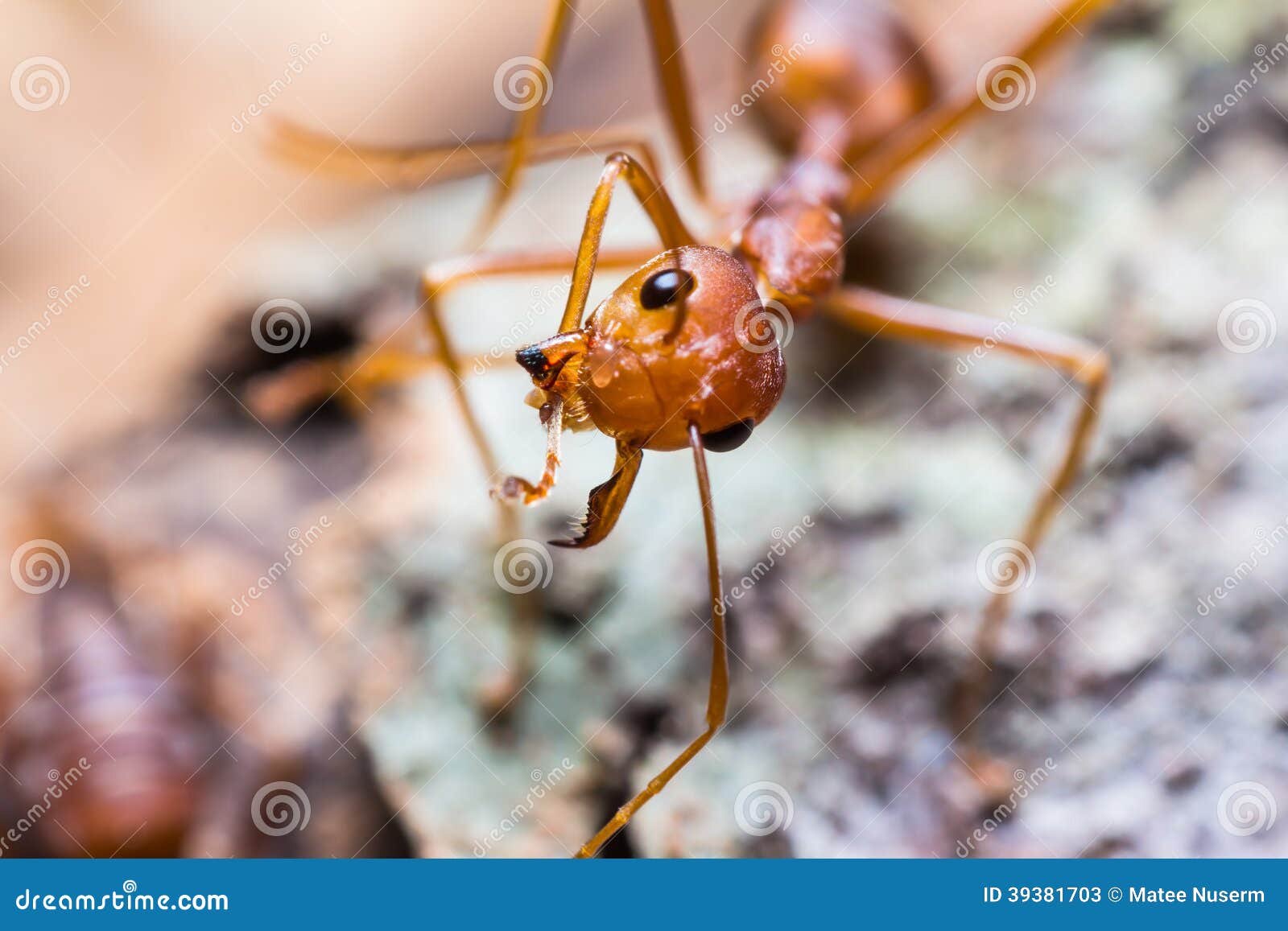 Fourmi rouge de tisserand image stock. Image du fourmi - 39381703