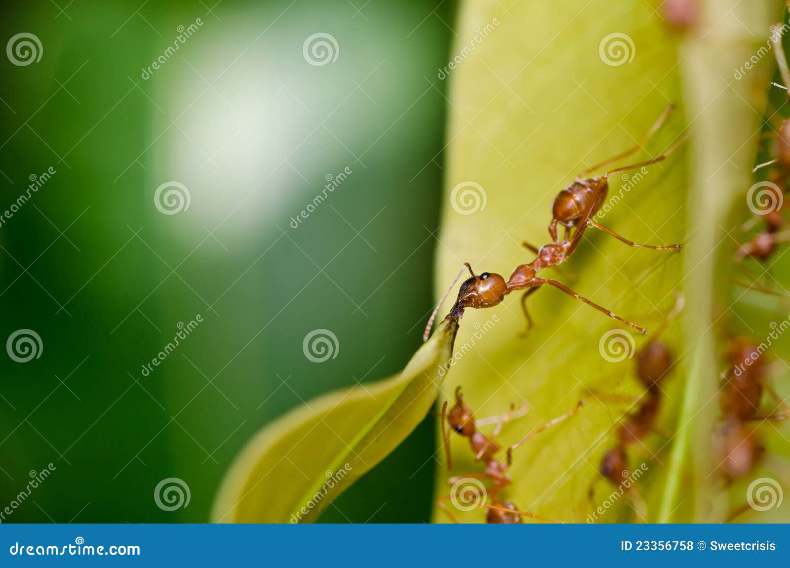 Fourmi Rouge En Nature Verte Photo stock - Image du insecte, dommages ...