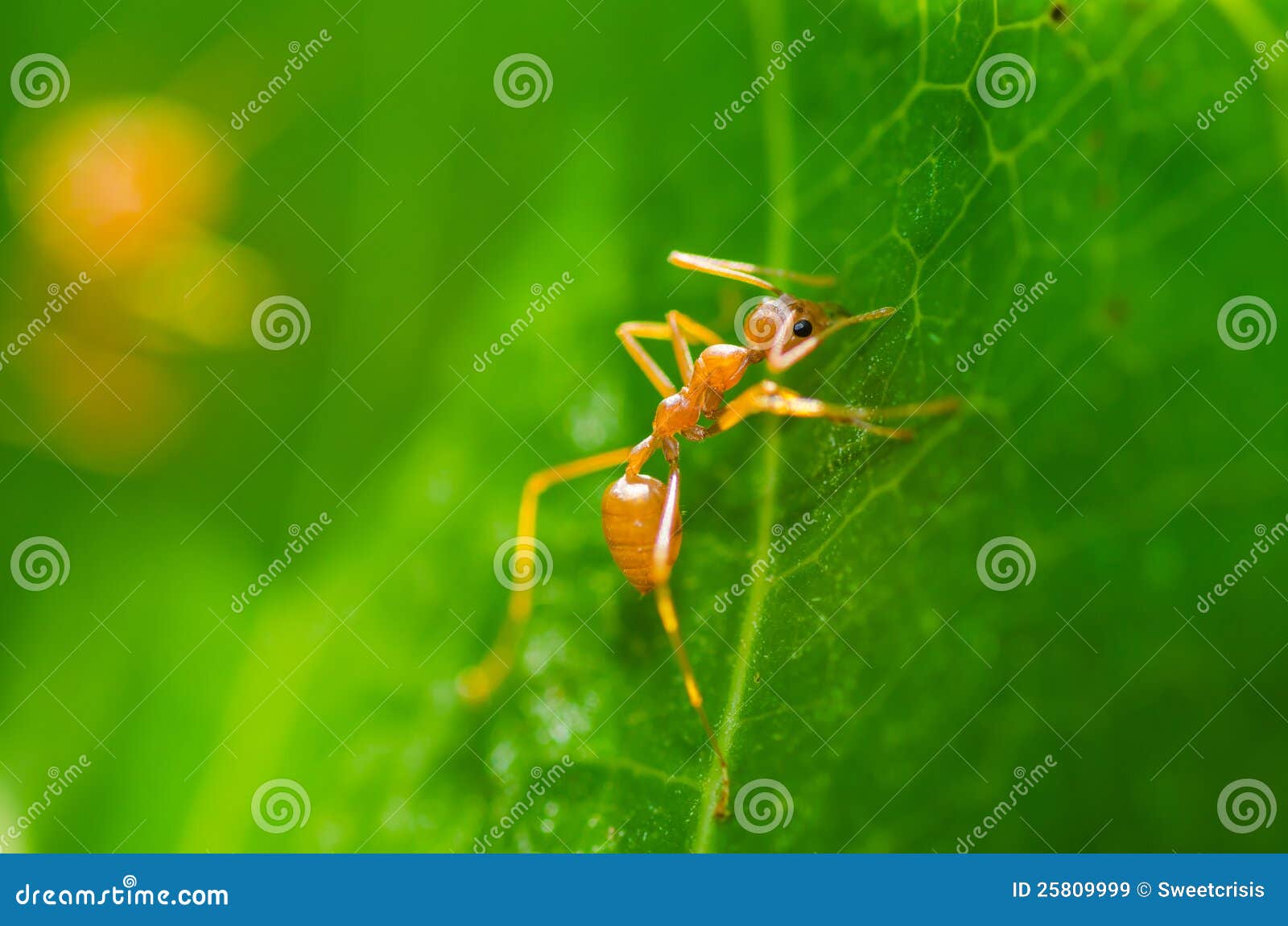Fourmi Rouge En Nature Verte Image stock - Image du travail, animal ...