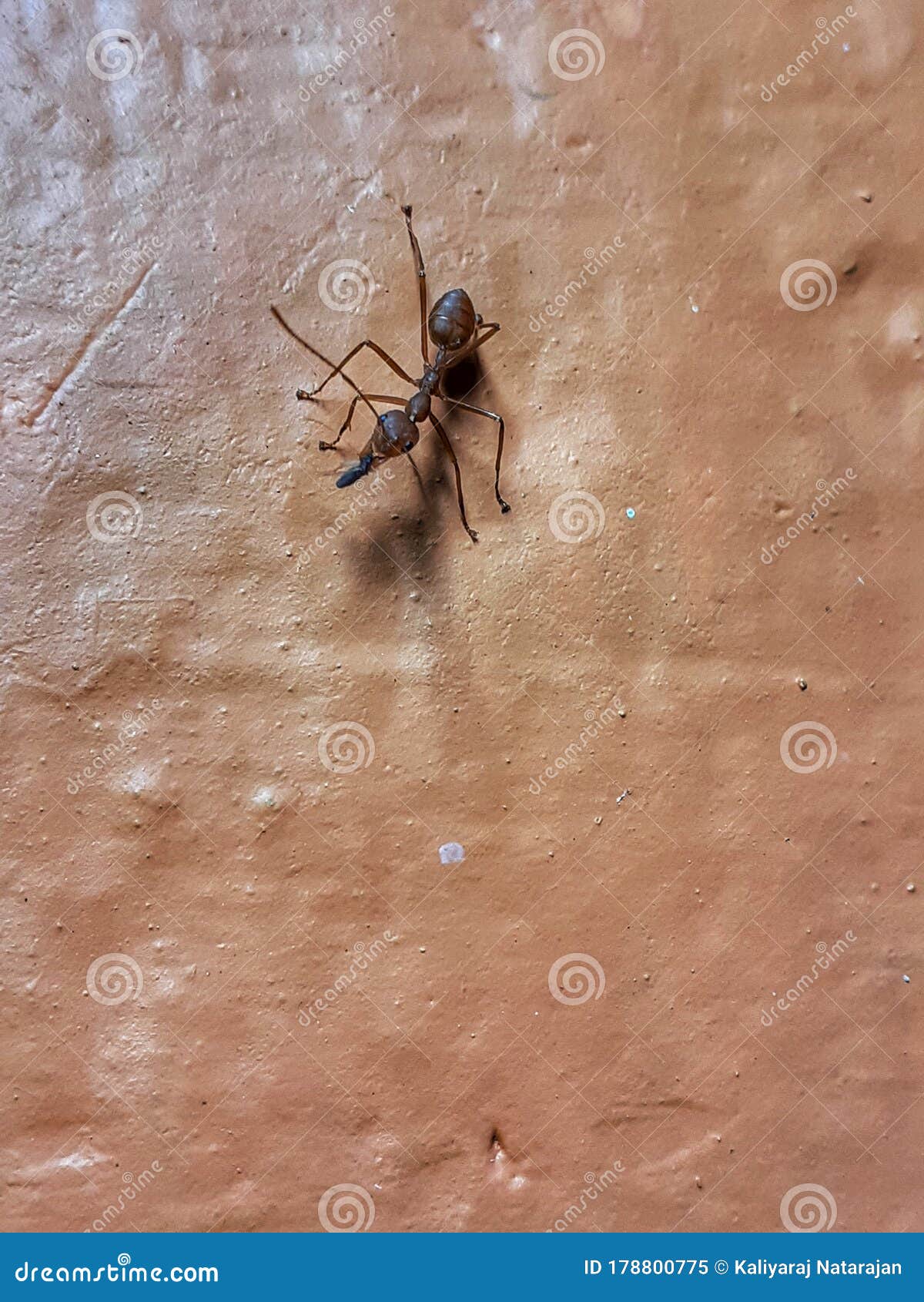 Fourmi Tenant Sa Nourriture Simple. Image stock - Image du fixation ...