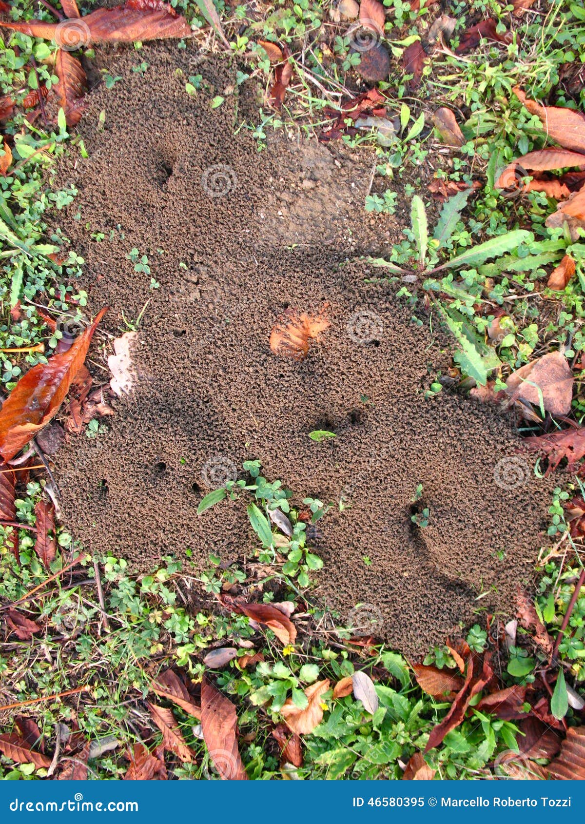 Fourmilière image stock. Image du granuleux, cassé, animaux - 46580395