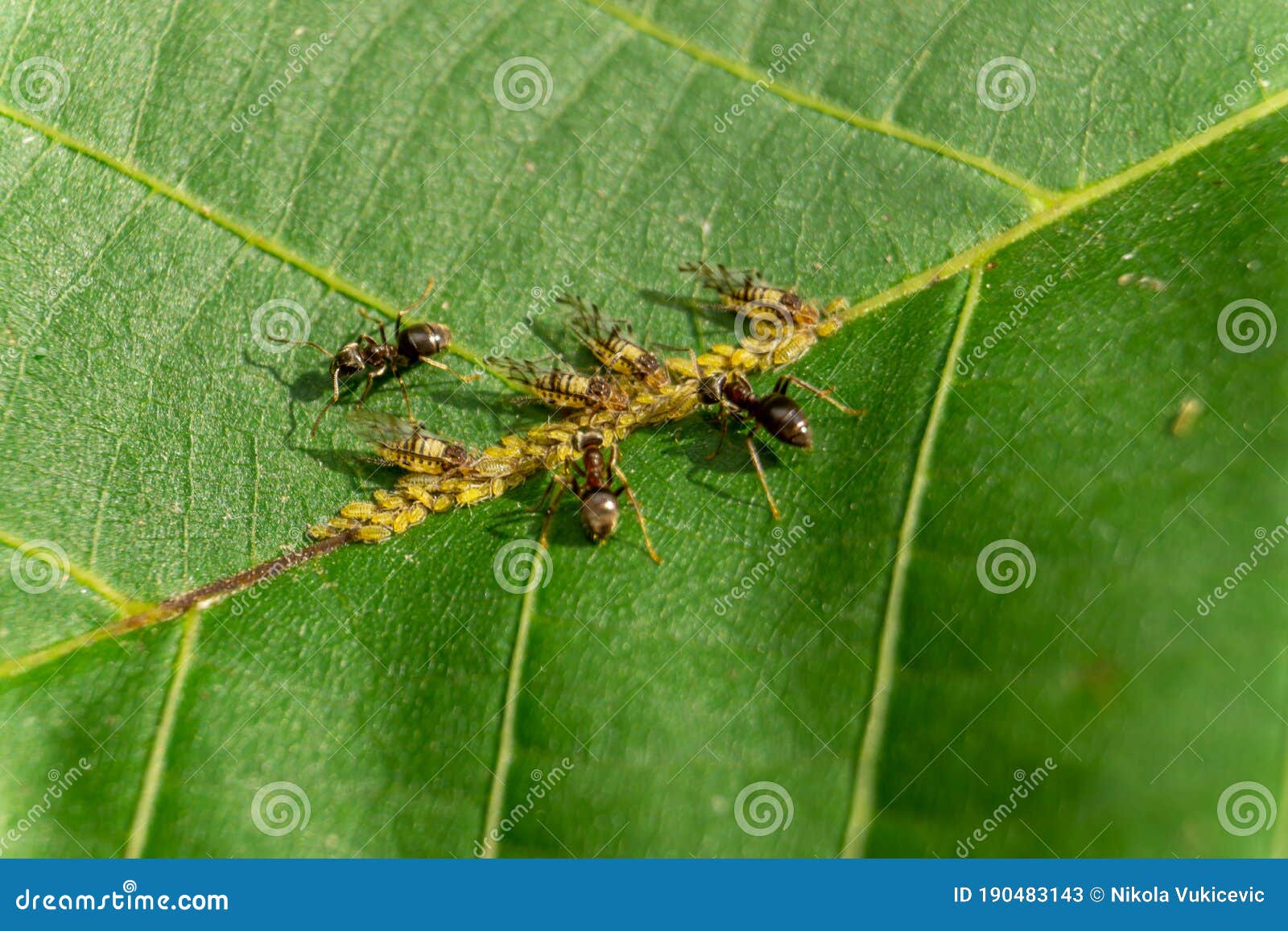 Fourmis Alimentant Sur Les Fabae De Puceron Sur La Feuille Image stock ...