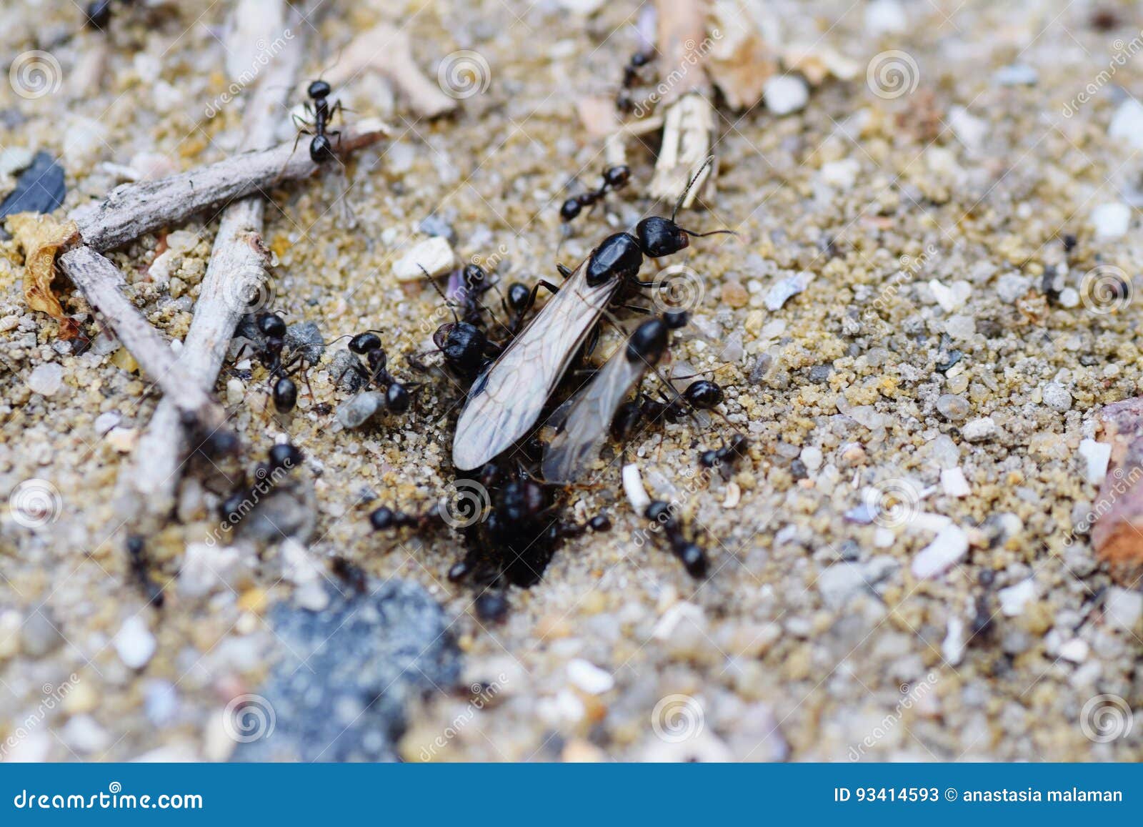 Fourmis Au Travail Sur La Plage Sablonneuse Image stock - Image du ...