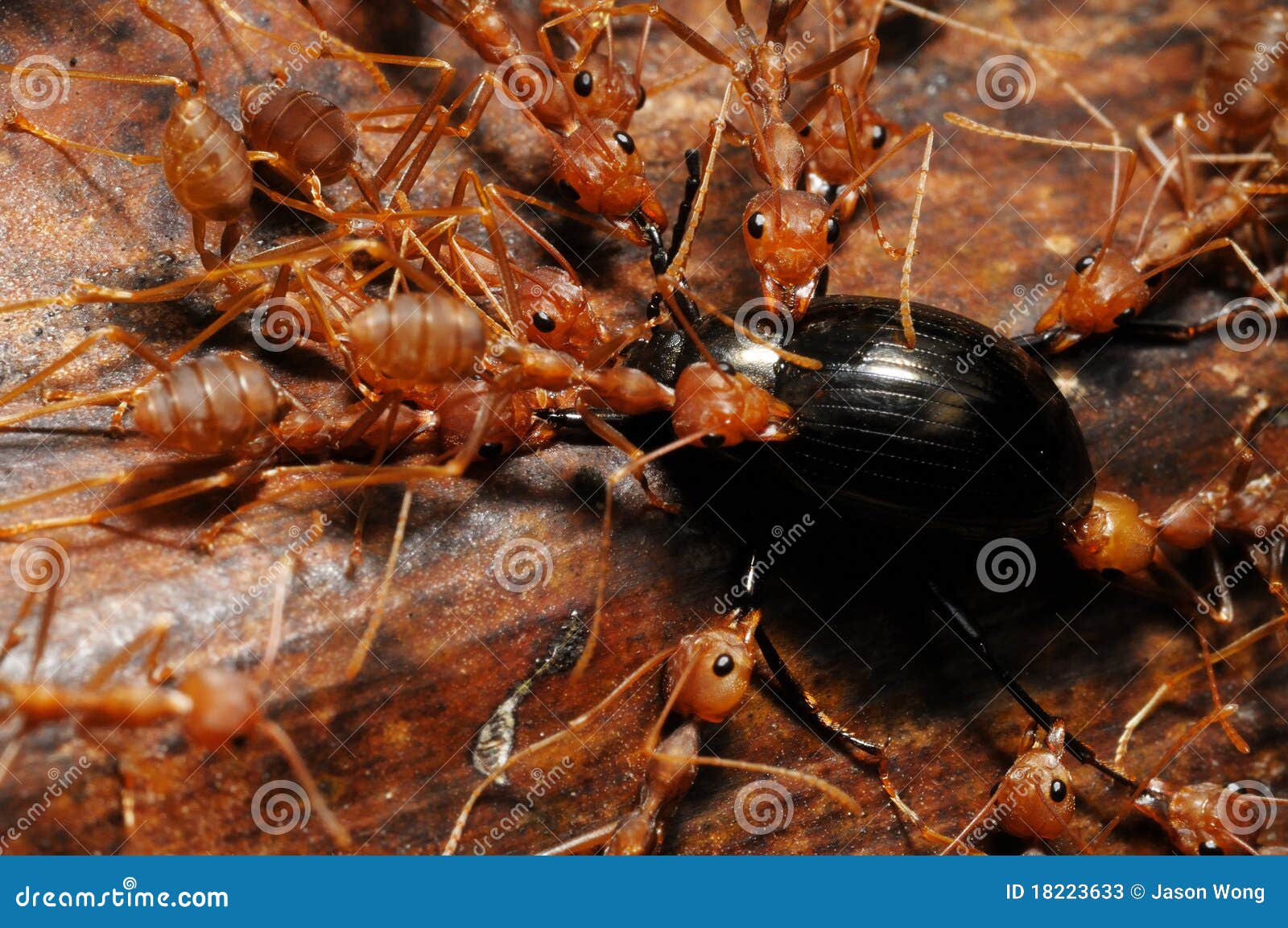Fourmis avec la nourriture image stock. Image du réussite - 18223633