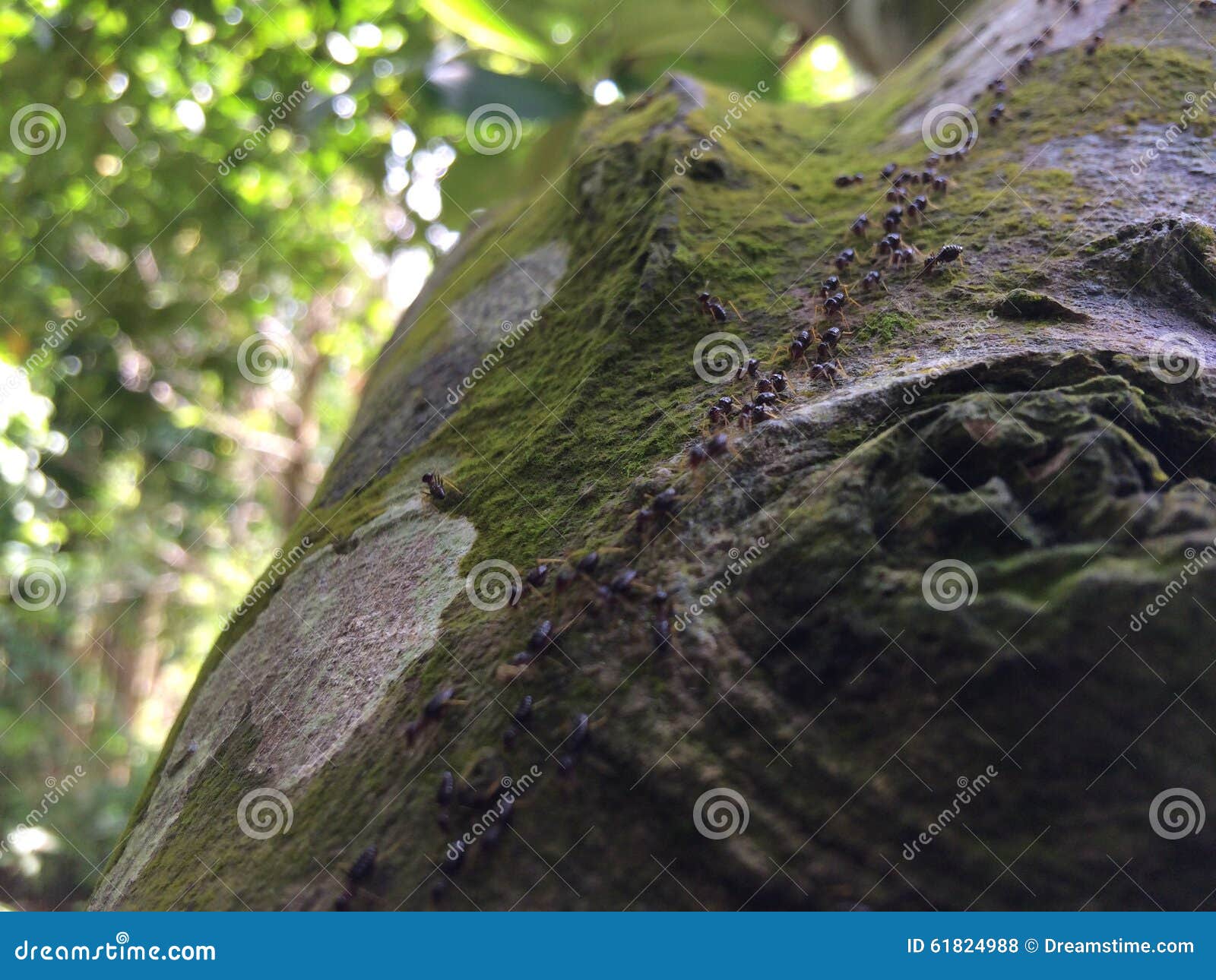 Fourmis de feu photo stock. Image du biologie, groupe - 61824988