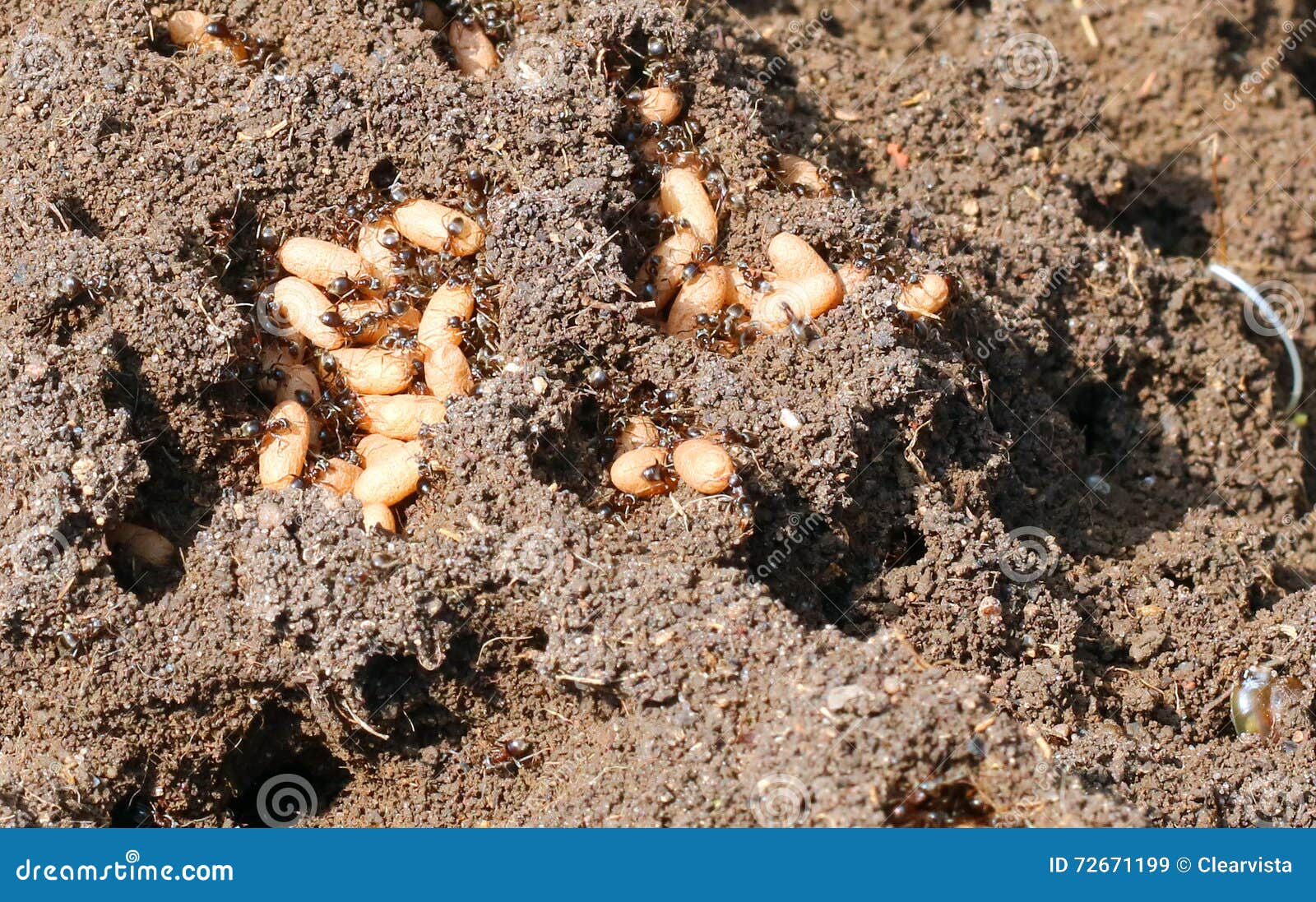 Fourmis De Nid De Fourmis Avec Des Oeufs Image stock - Image du earth ...