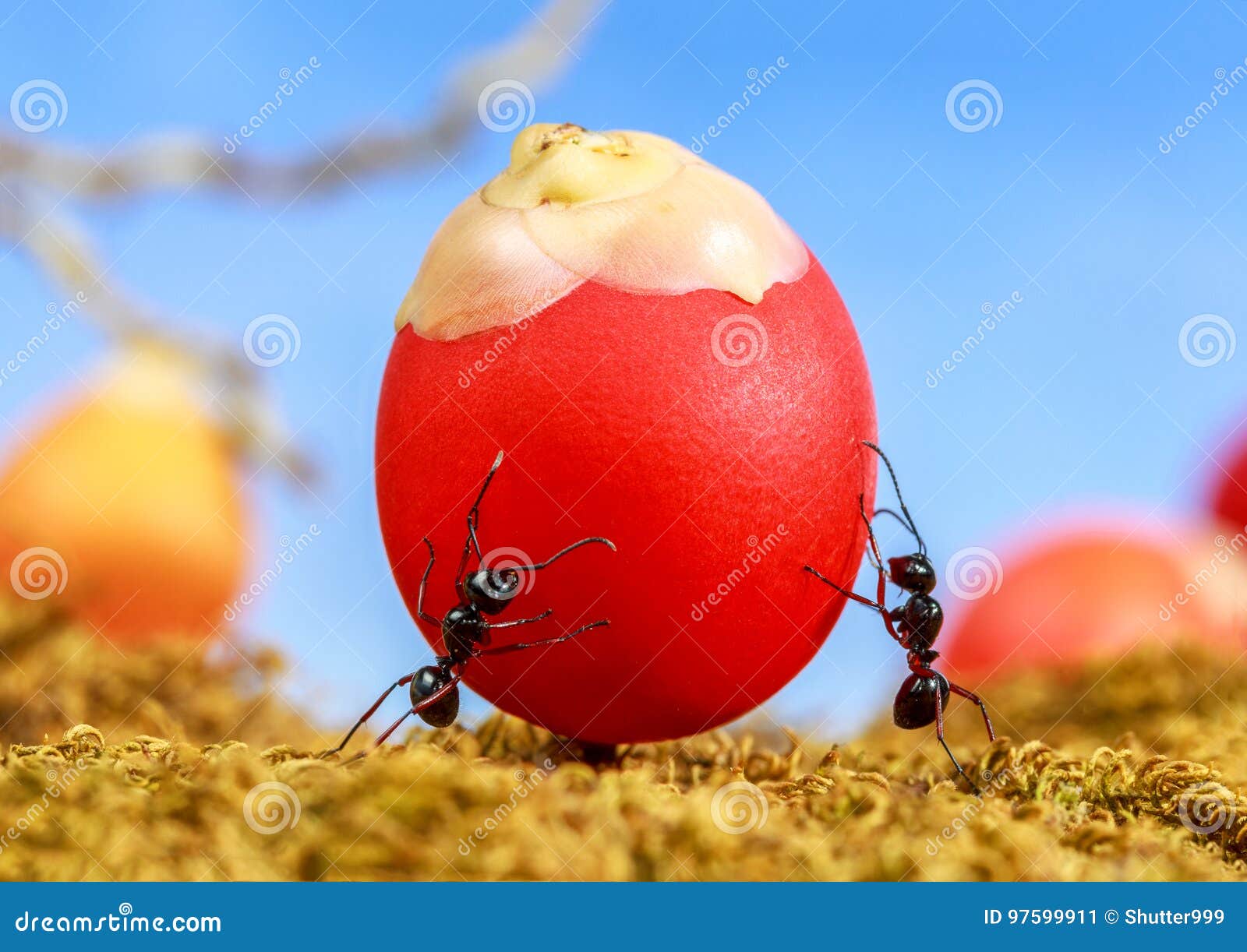 Fourmis Portant La Nourriture Ensemble Image stock - Image of côte ...