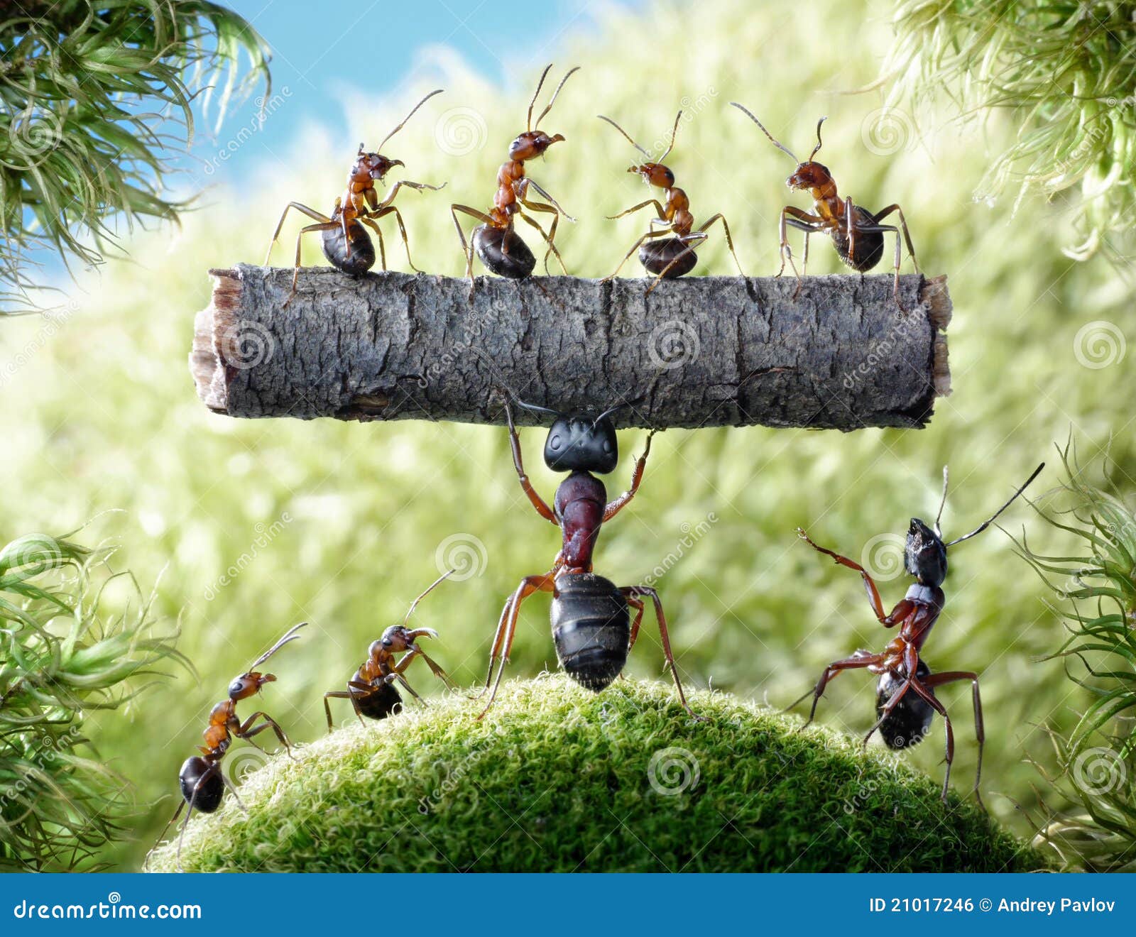 Fourmis Puissantes De Fixation De Herculeanus De Camponotus De Fourmi ...