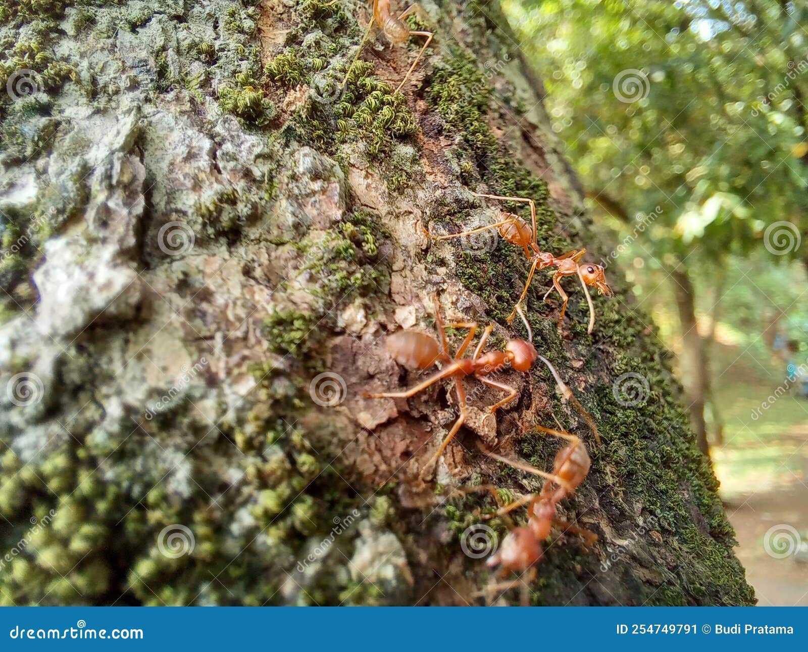 Fourmis rouge sur un arbre image stock. Image du foule - 254749791