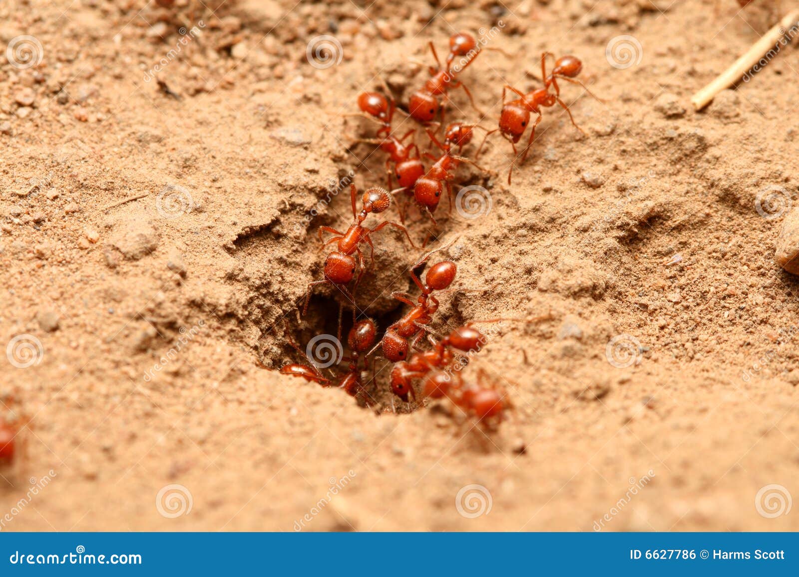 Fourmis rouges photo stock. Image du organisation, fourmi - 6627786