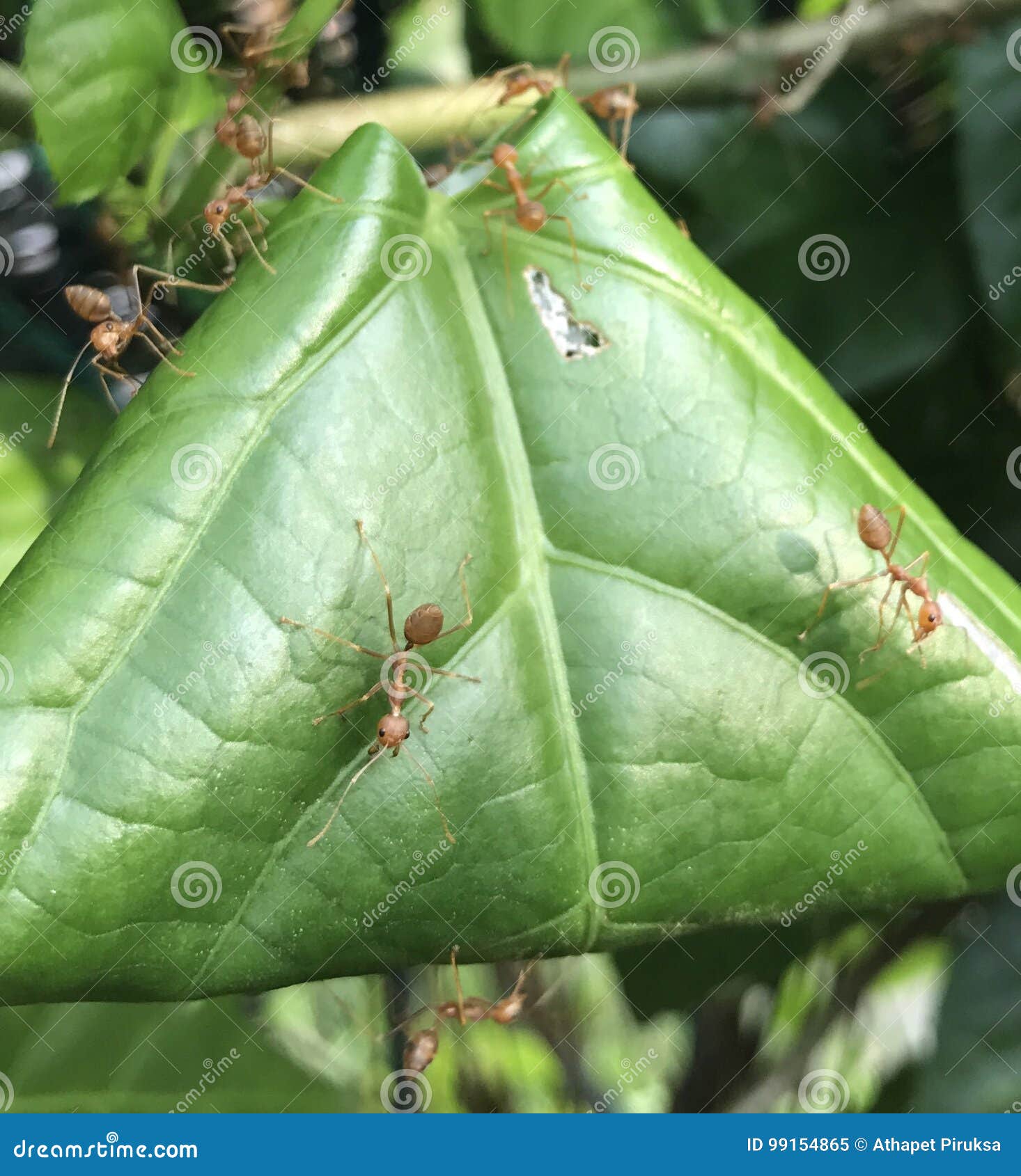 Fourmis rouges de soldat image stock. Image du beau, été - 99154865