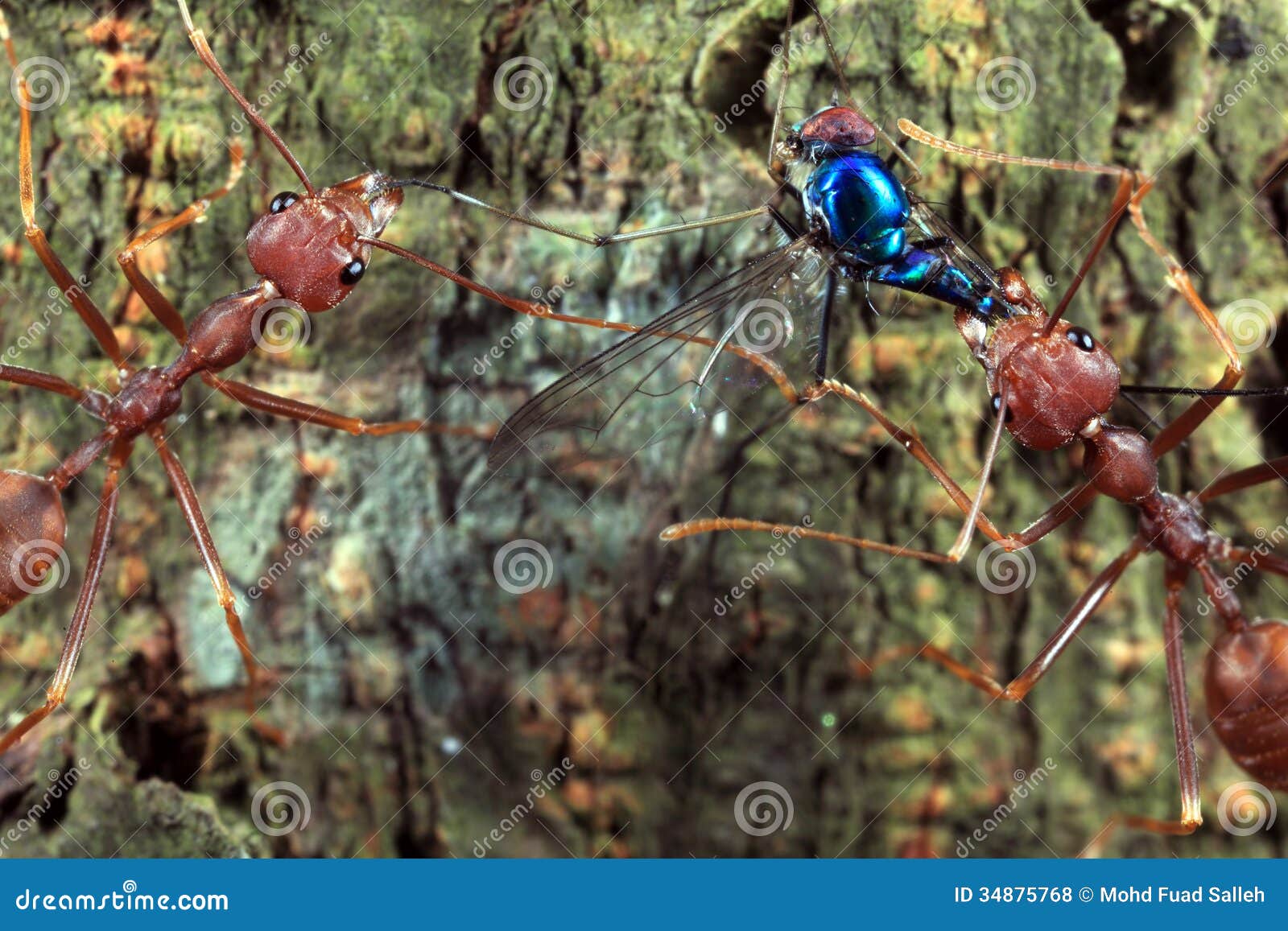 Fourmis Rouges Et Leur Proie Photo stock - Image du patte, forêt: 34875768