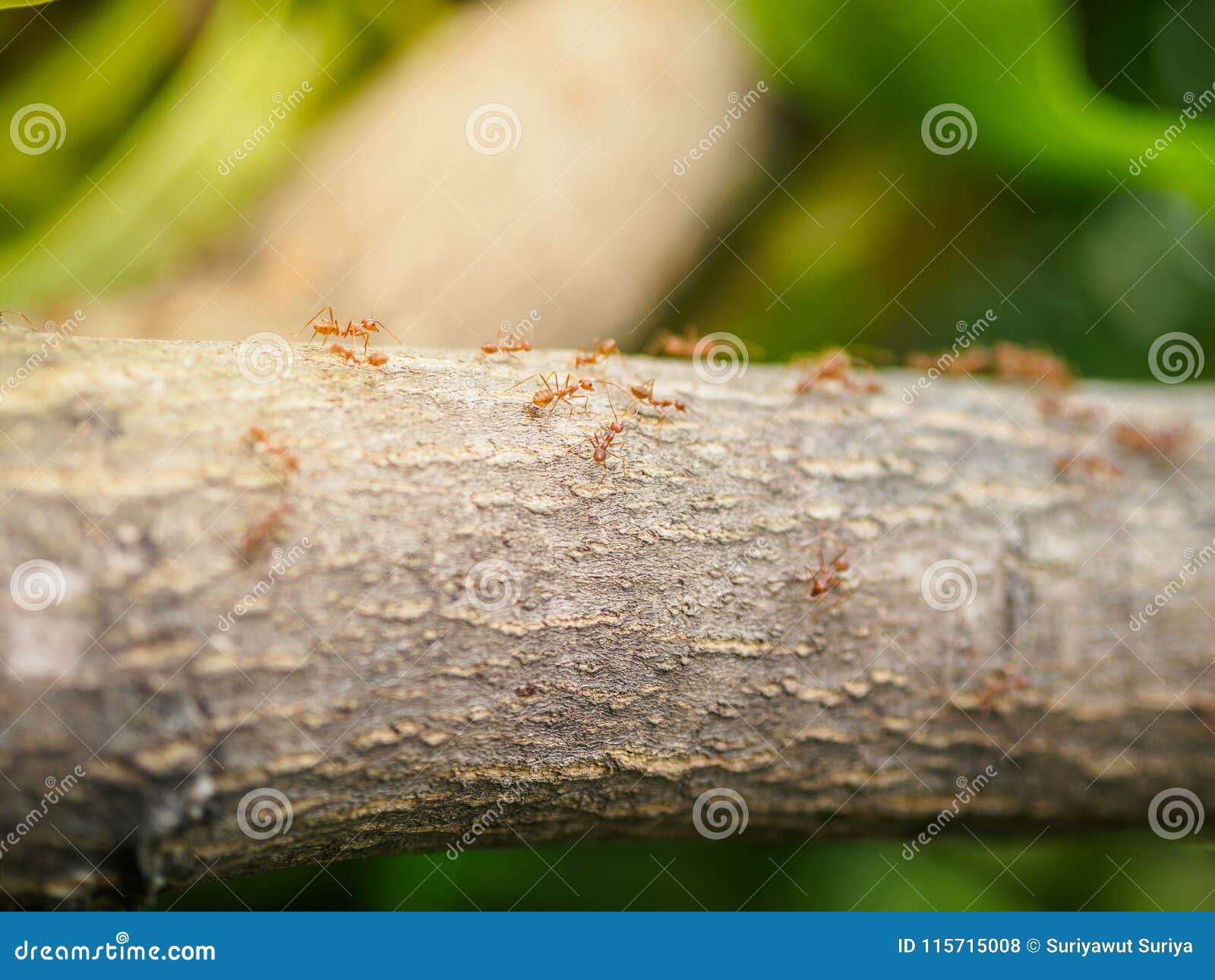 Fourmis Sur Un Arbre Concept Animal De Faune Photo stock - Image du ...