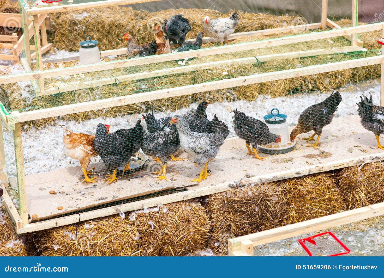 Fourrage De Picotin De Ferme De Poulet Photo stock - Image du clavette ...