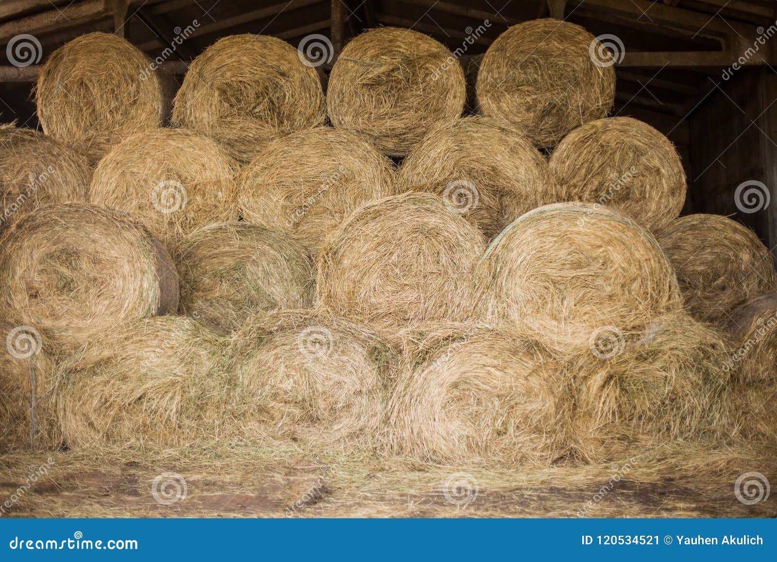 Fourrage Sec De Foin Pour Des Animaux Image stock - Image du licol ...